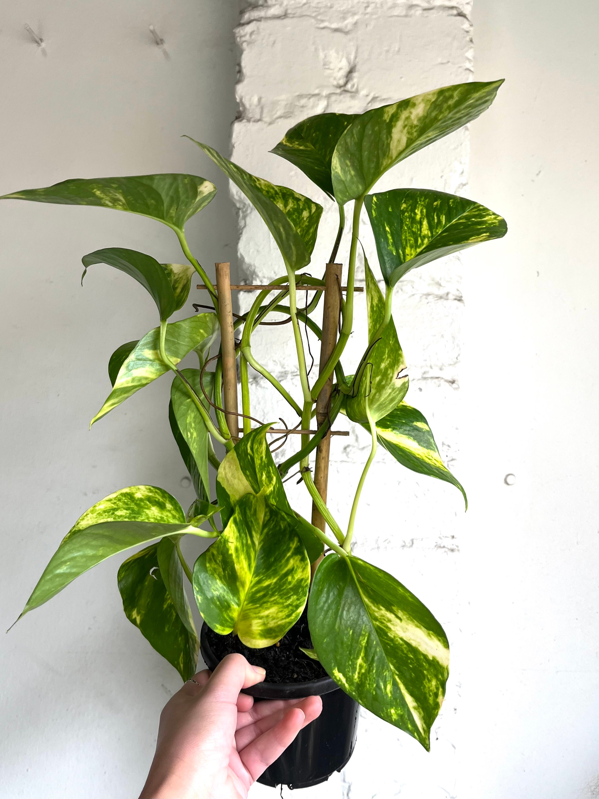 Devil's Ivy | Melbourne Indoor Plants