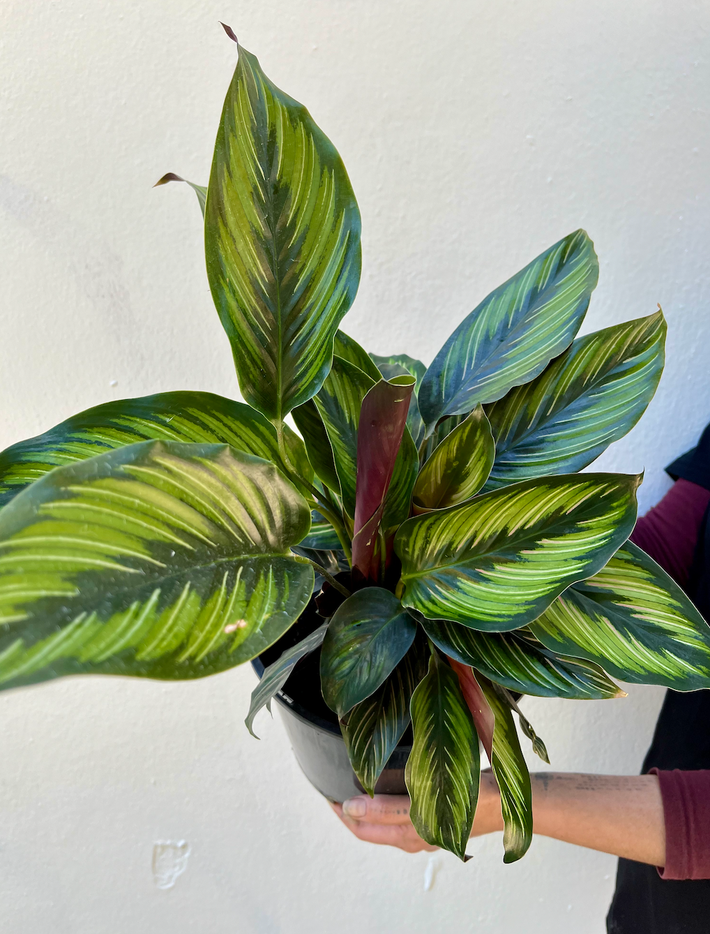 Calathea Beauty Star | Melbourne Indoor Plants