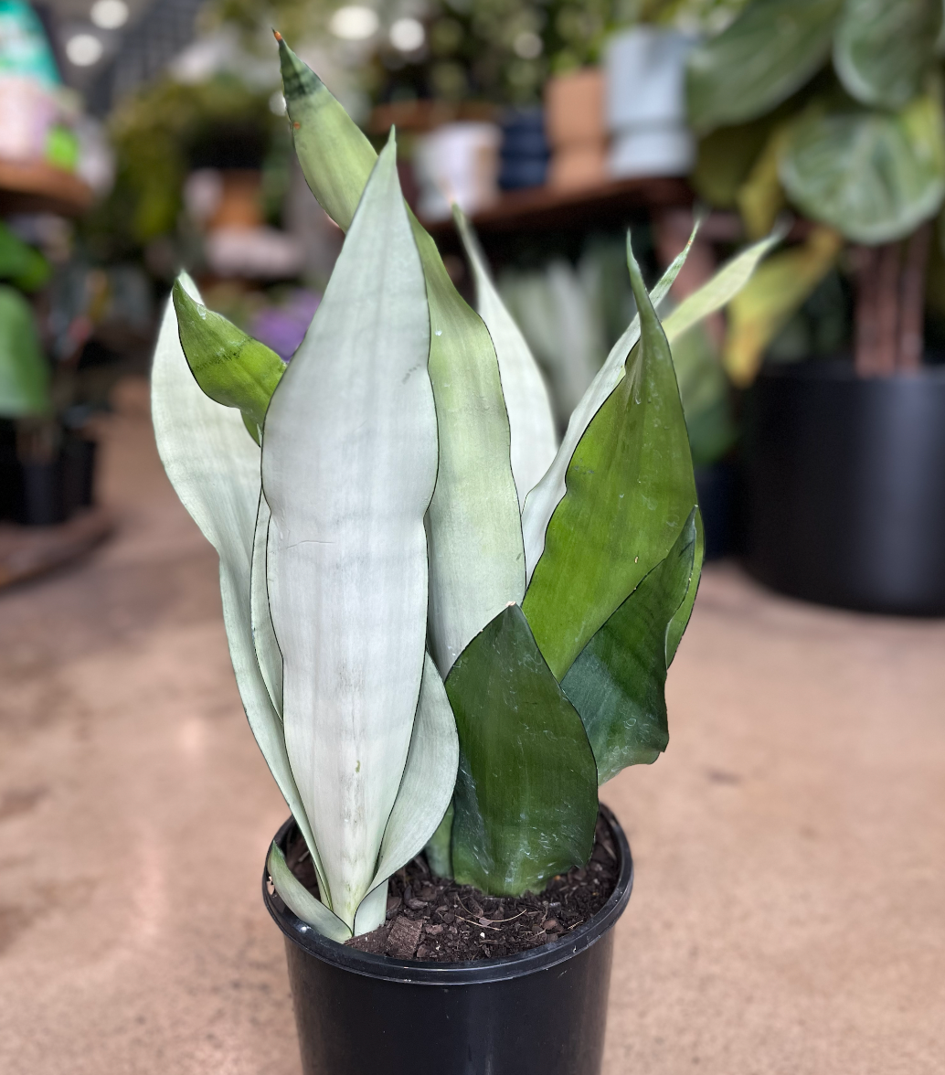 Snake Plant Moonshine Silver | Melbourne Indoor Plants