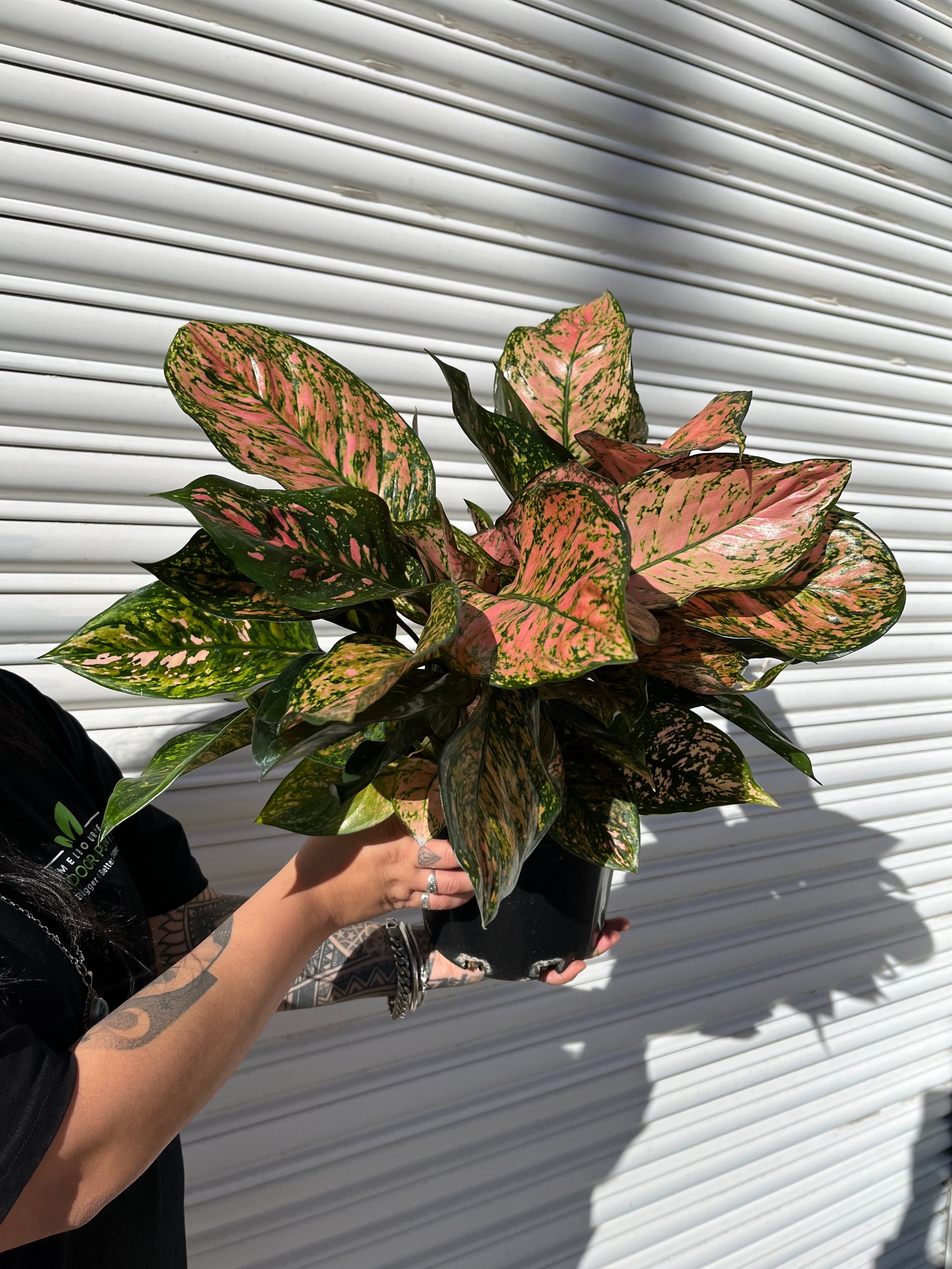 Aglaonema Spitfire | Melbourne Indoor Plants