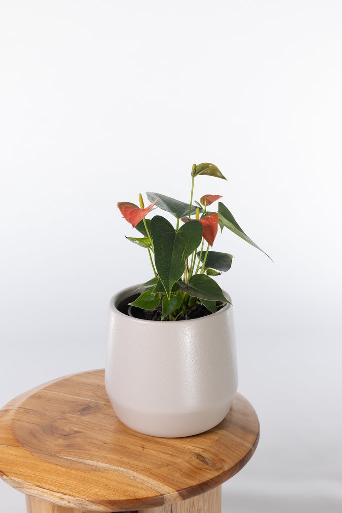 Anthurium Tropic Sunrise | Melbourne Indoor Plants