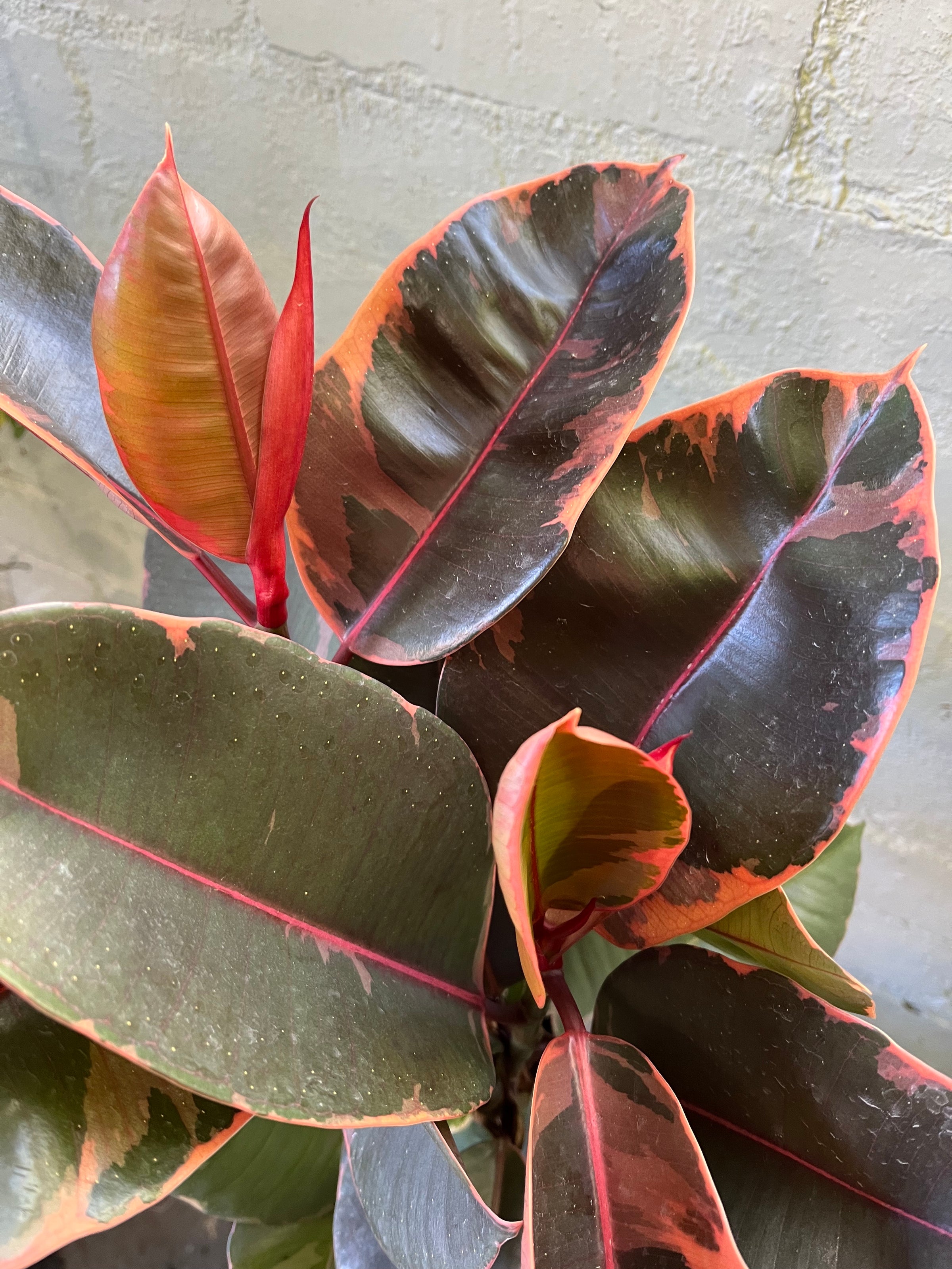 Rubber Plant 'Ruby' | Melbourne Indoor Plants