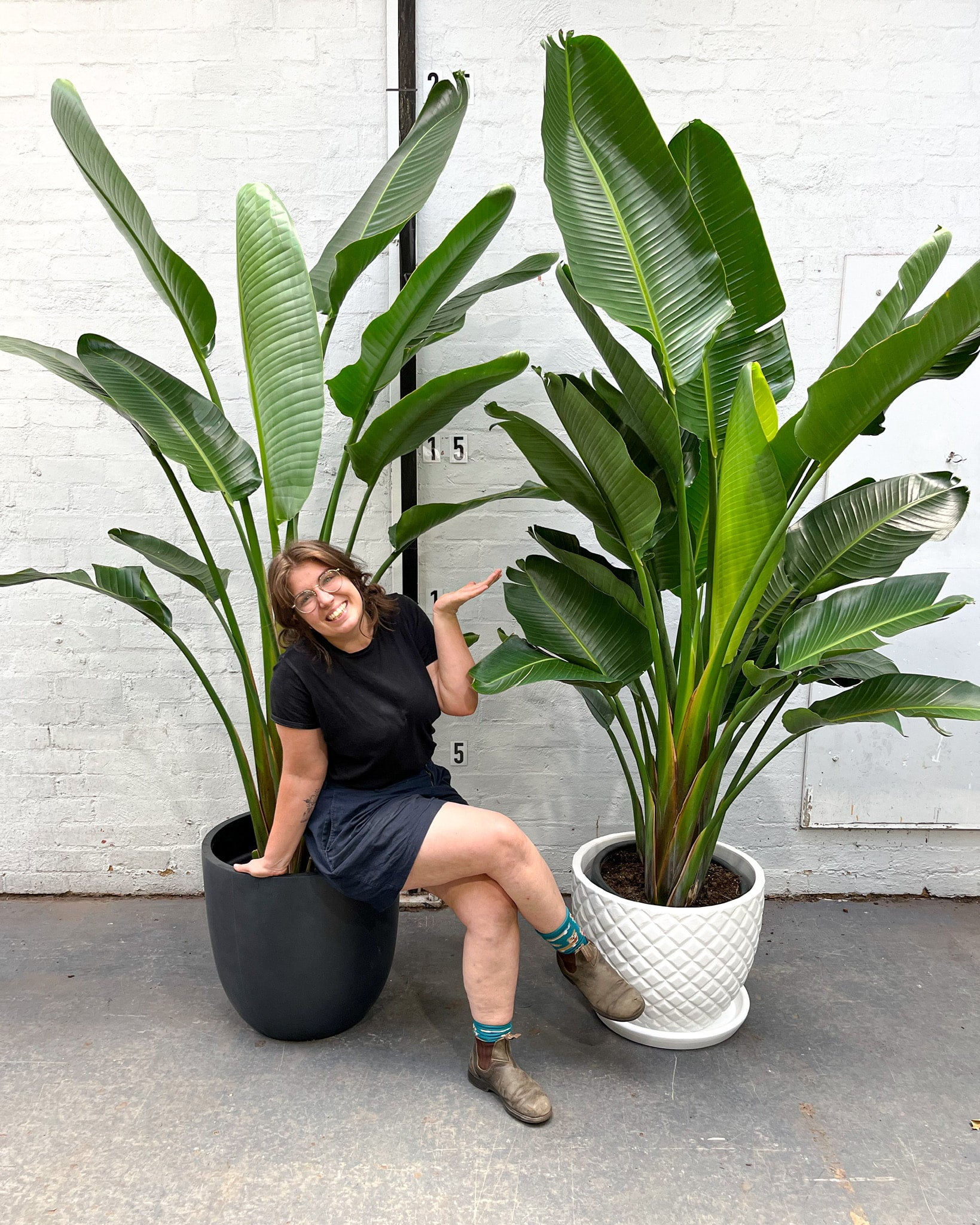 Bird of Paradise | Melbourne Indoor Plants