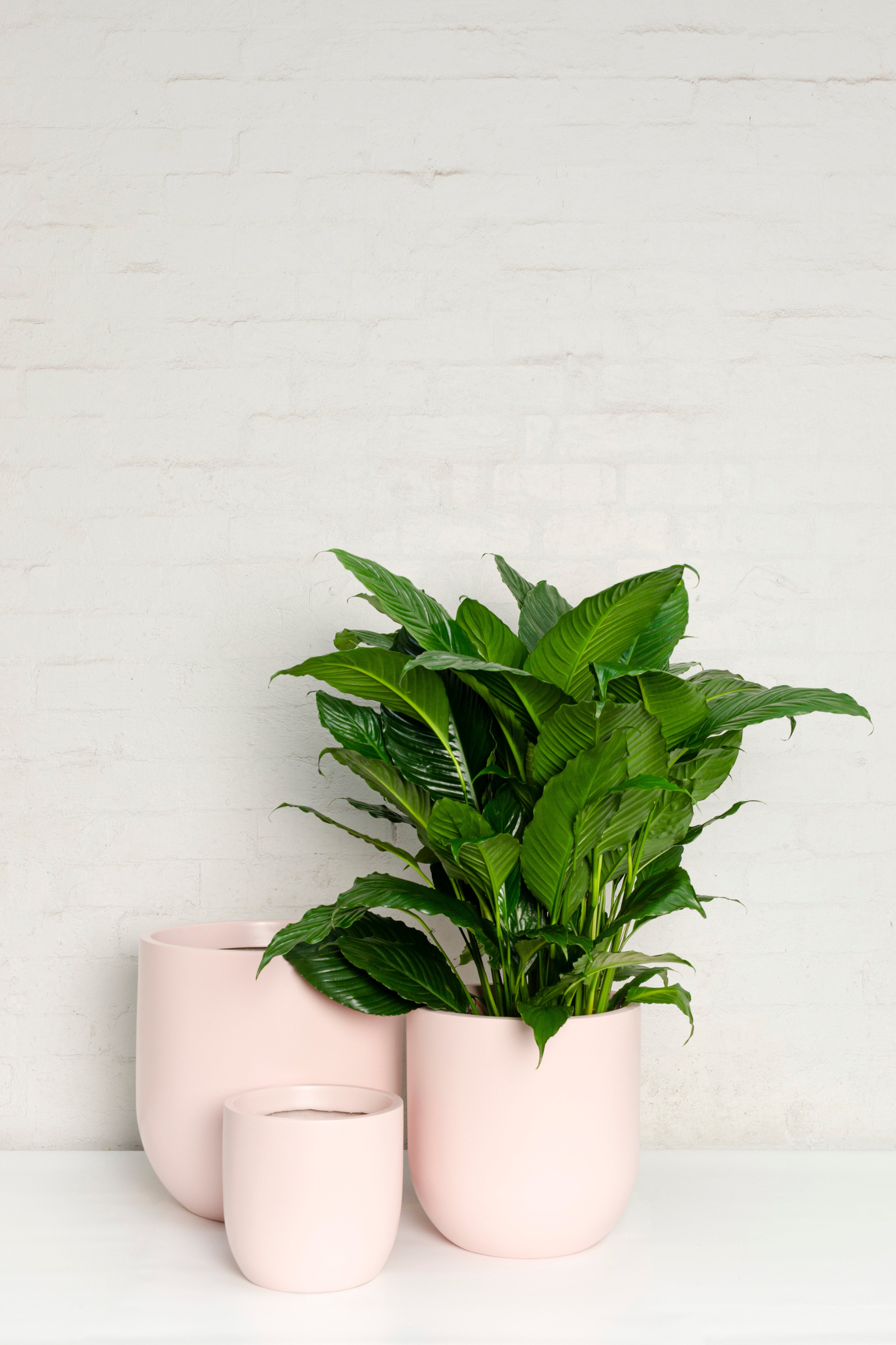 Luna Pot - Pastel Pink | Melbourne Indoor Plants