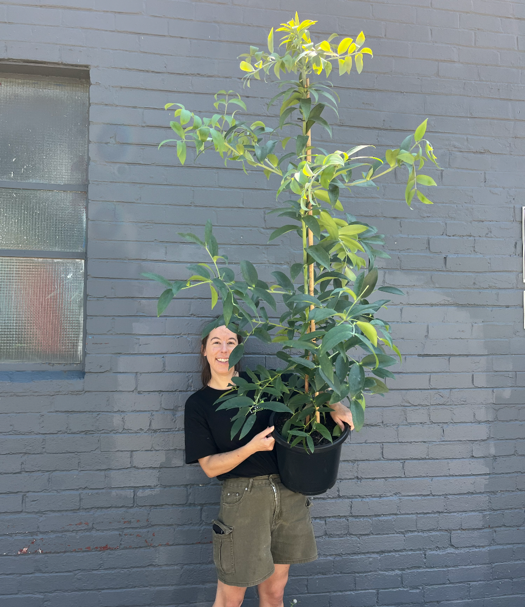 Kauri pine | Melbourne Indoor Plants