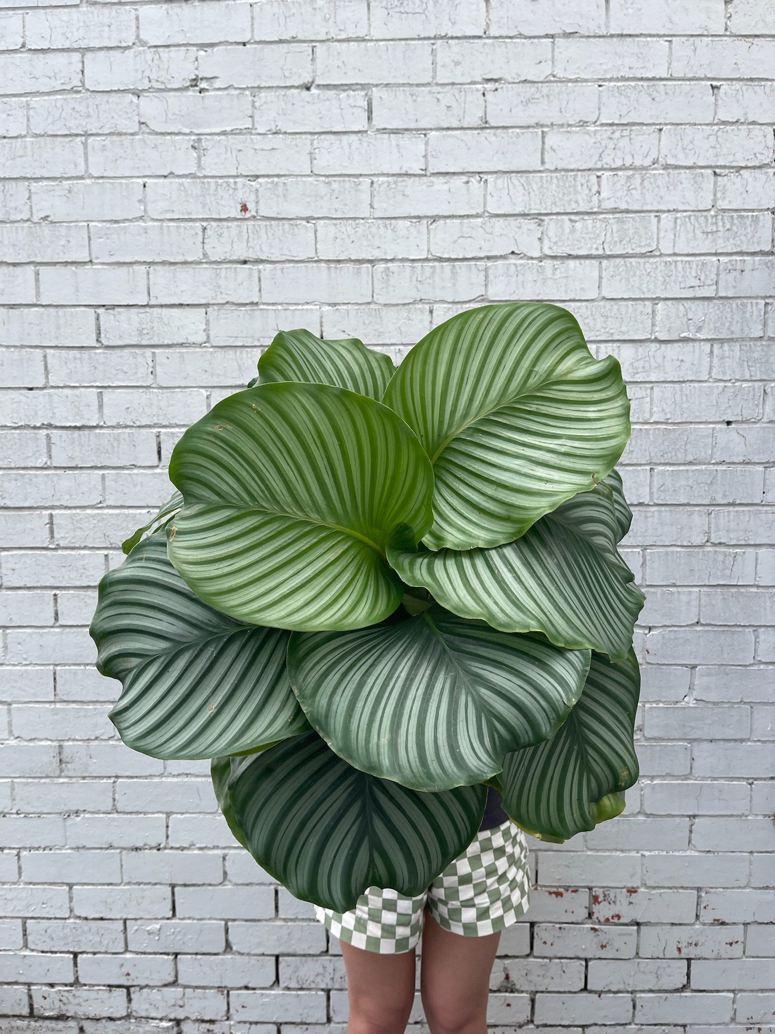 calathea orbifolia