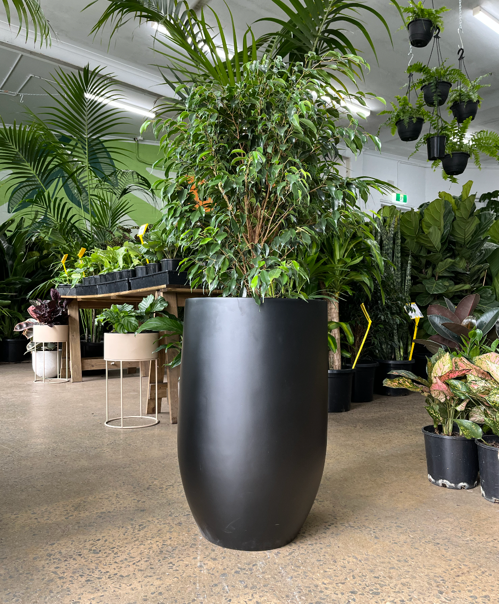 Byron Pot - Black | Melbourne Indoor Plants