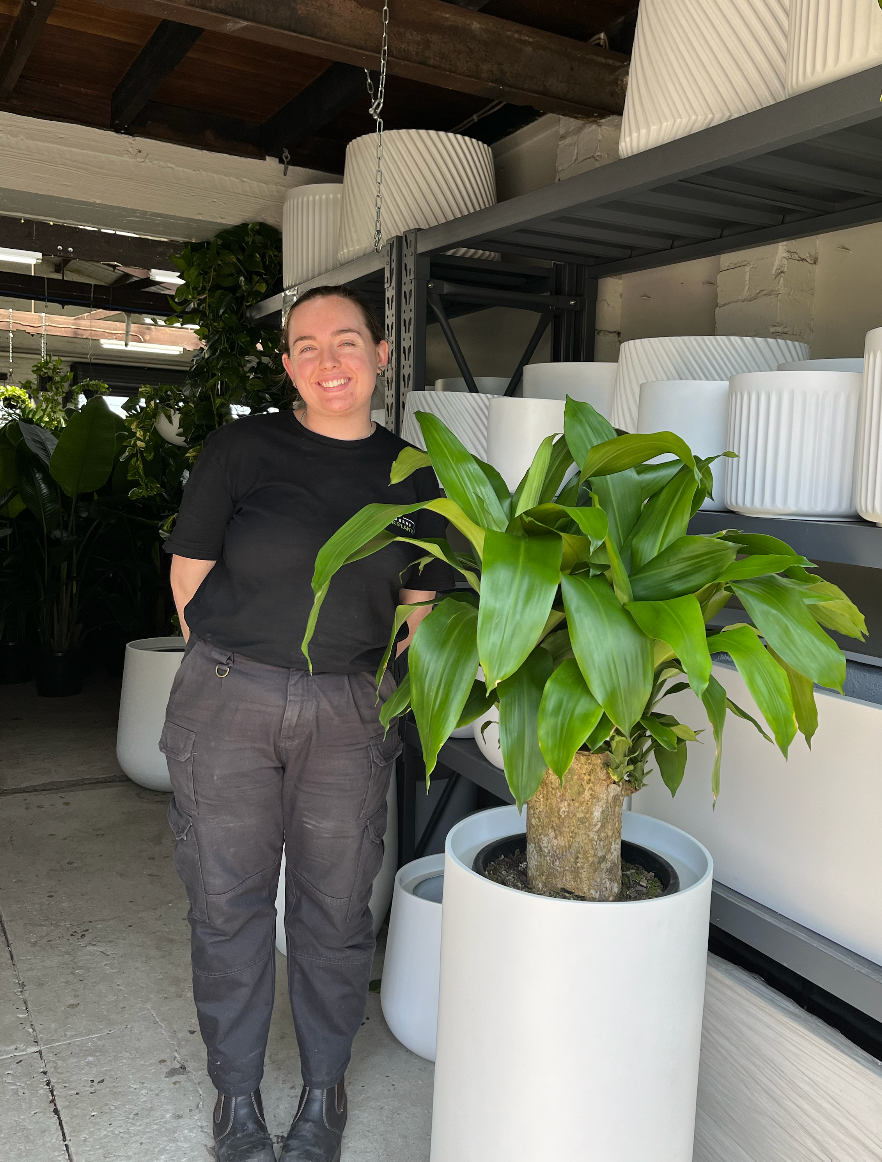 Stumpy Happy Plant | Melbourne Indoor Plants