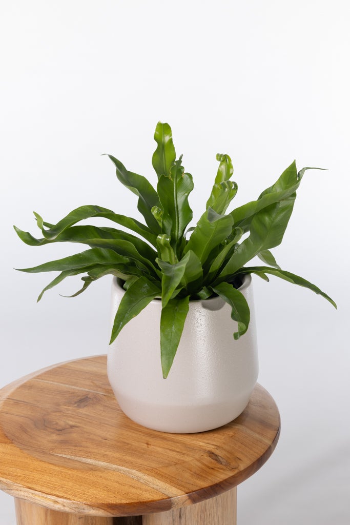 Birds Nest Fern | Melbourne Indoor Plants