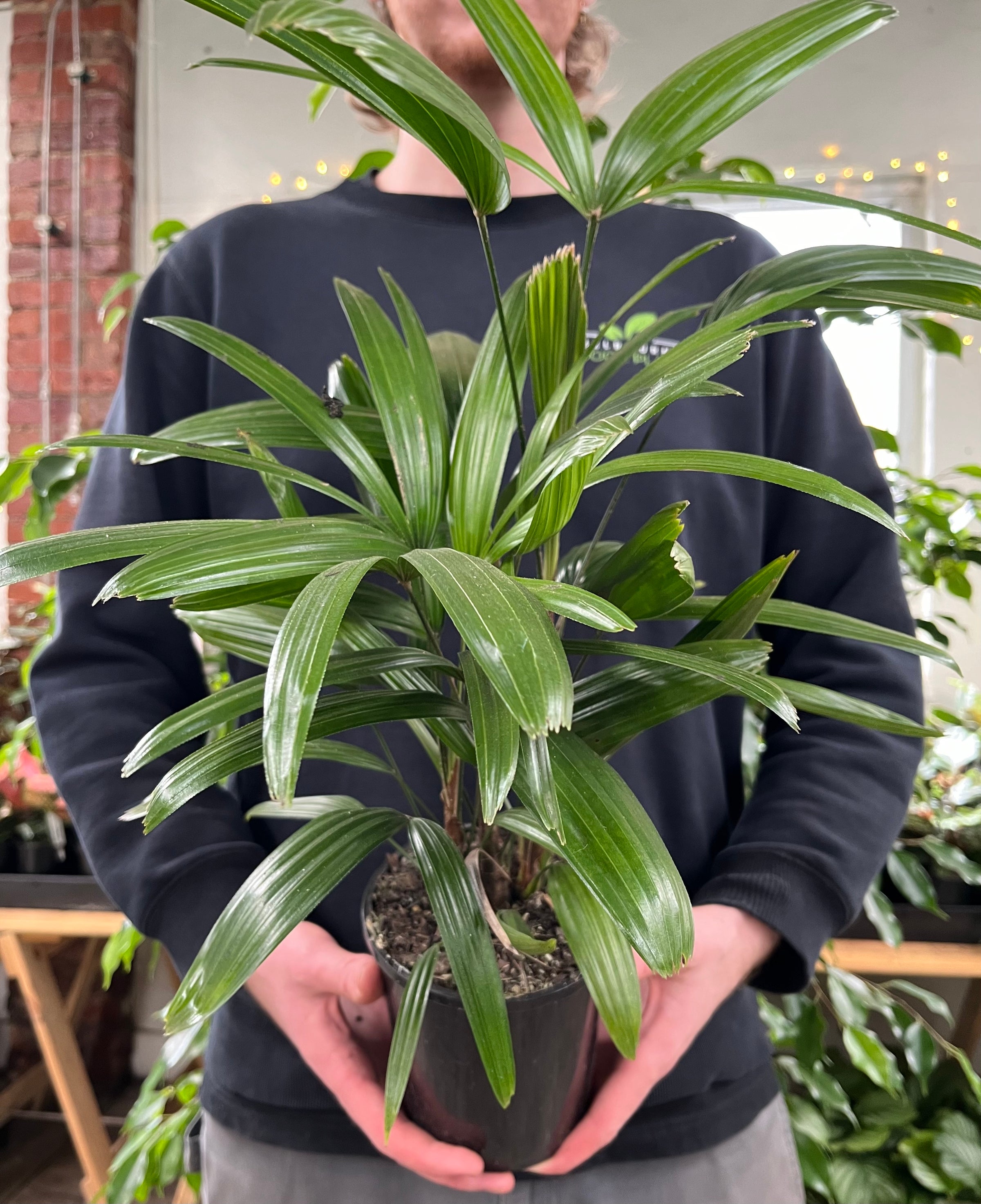 Rhapis Palm | Melbourne Indoor Plants