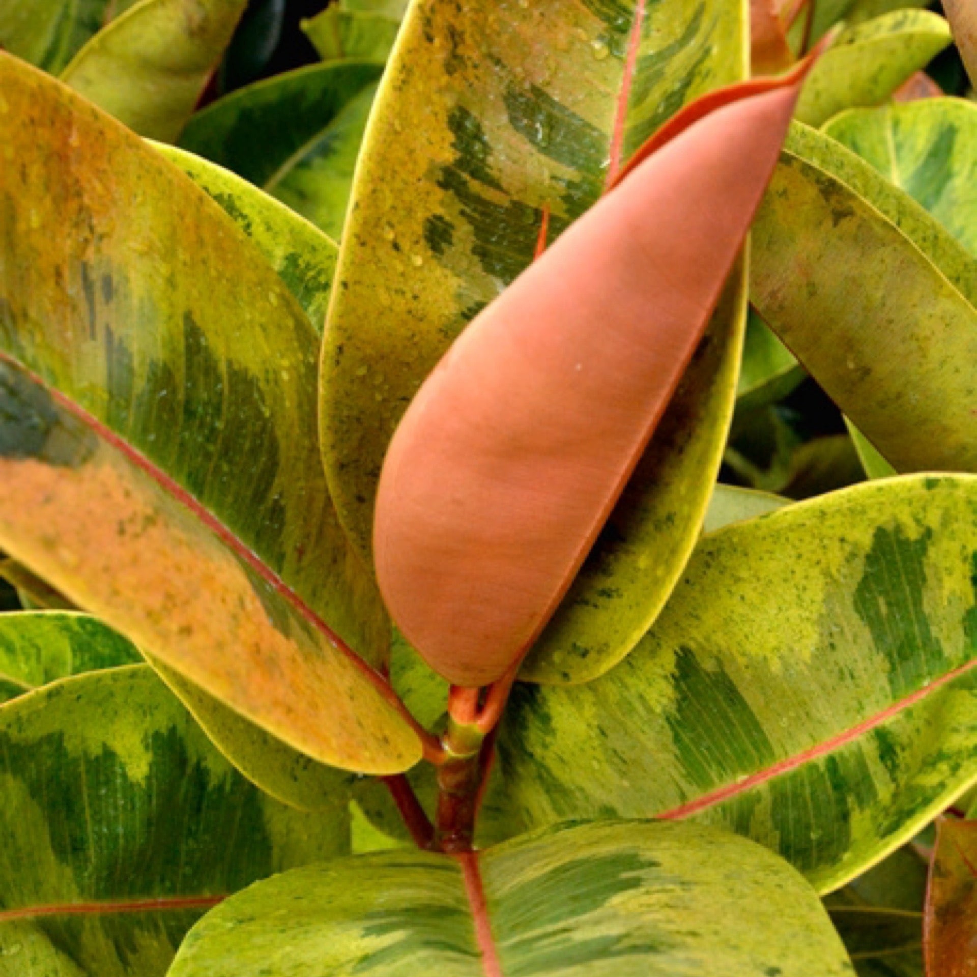 Melbourne Indoor Plants