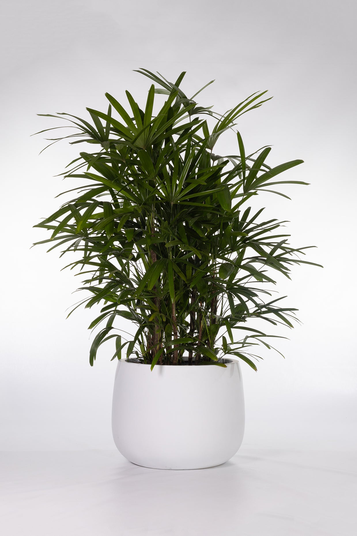 Rhapis Palm | Melbourne Indoor Plants