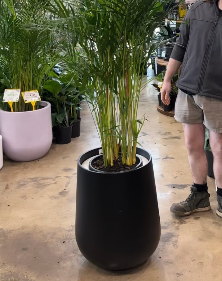Stella Squat Pot - Black | Melbourne Indoor Plants