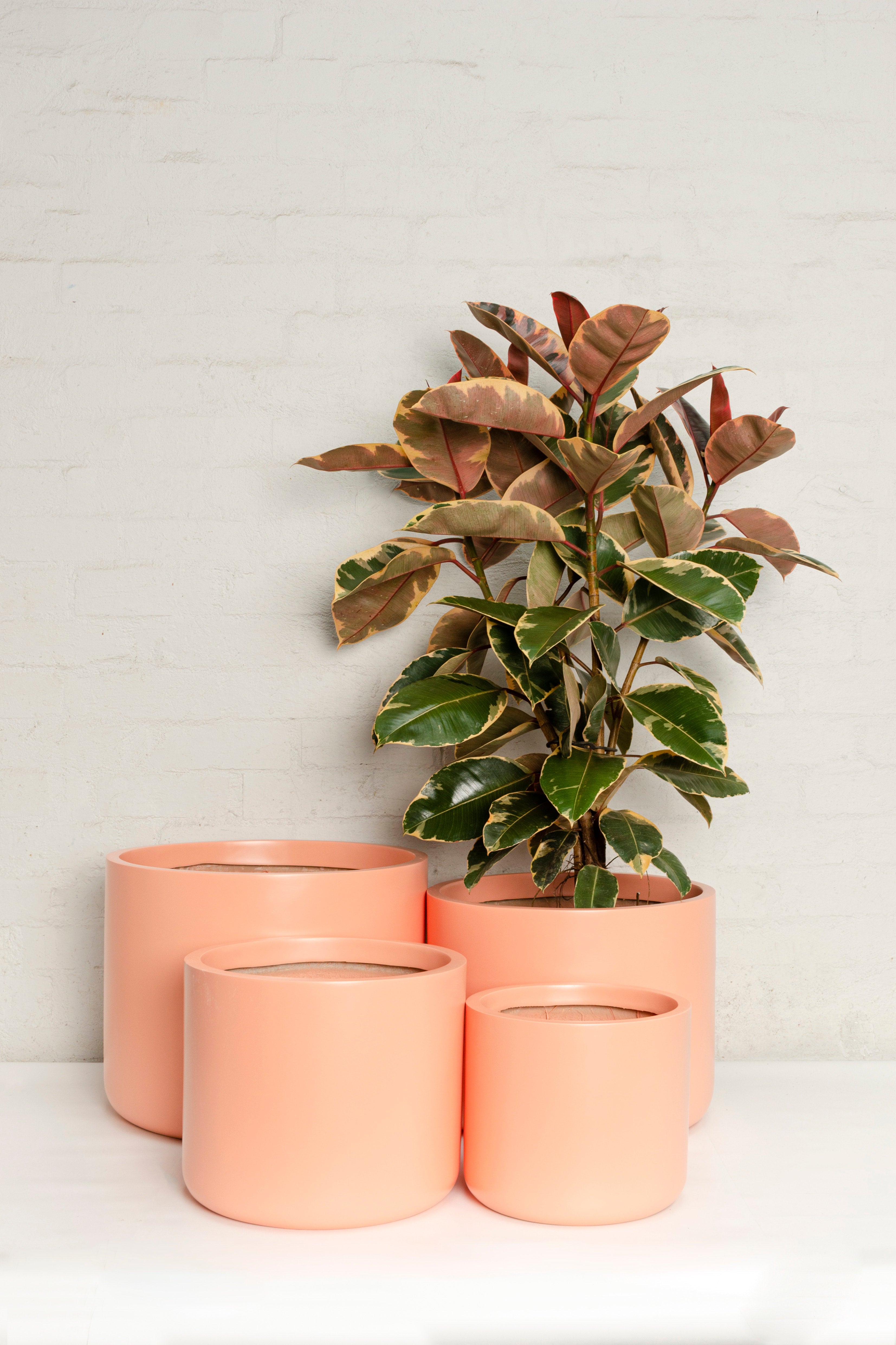 Remy Pot - Salmon | Melbourne Indoor Plants