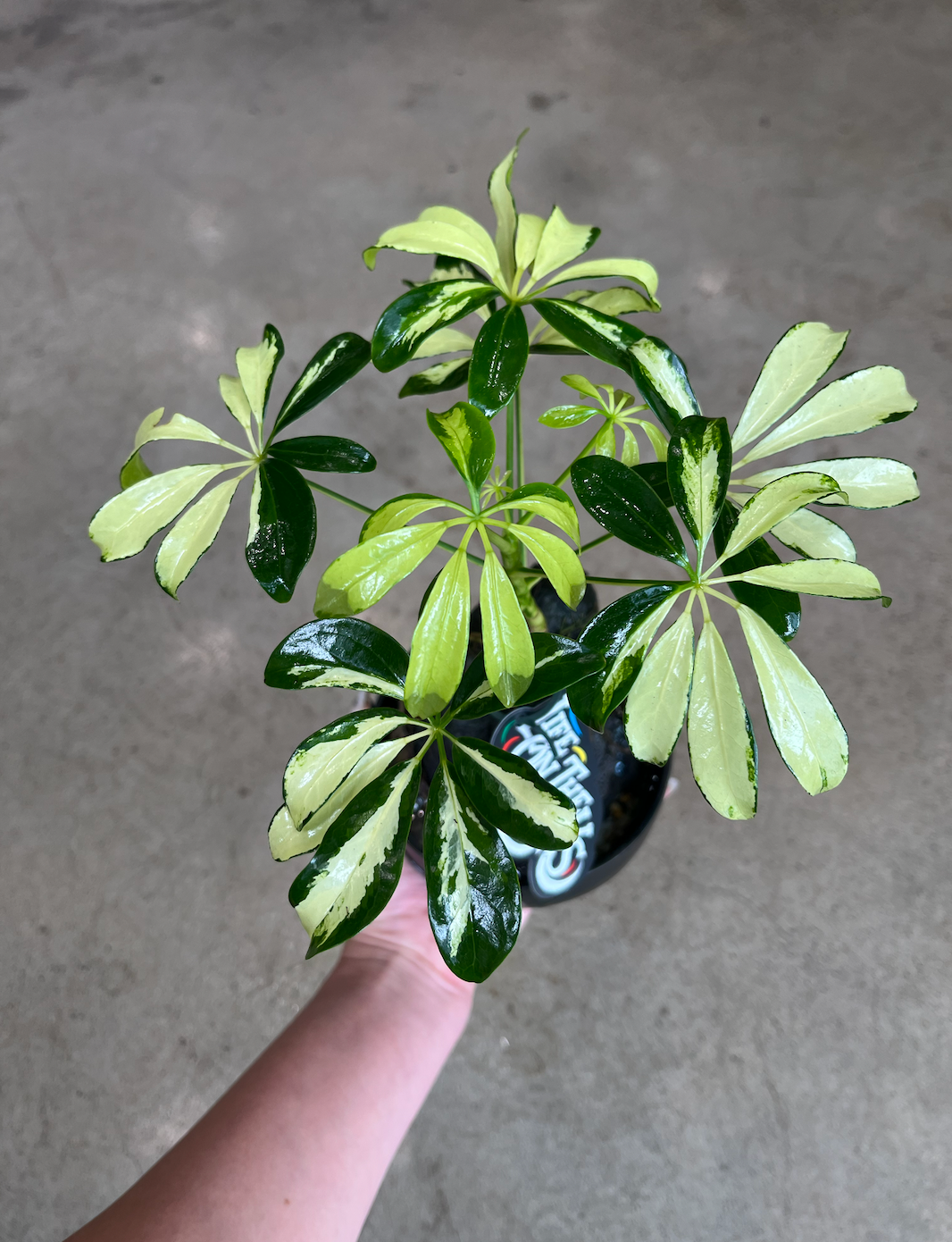 “Life on the Rocks” | Melbourne Indoor Plants