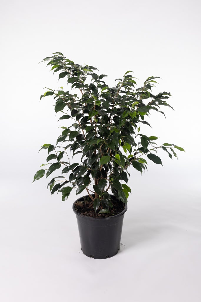 Ficus Benjamina 'Midnight Beauty' | Melbourne Indoor Plants