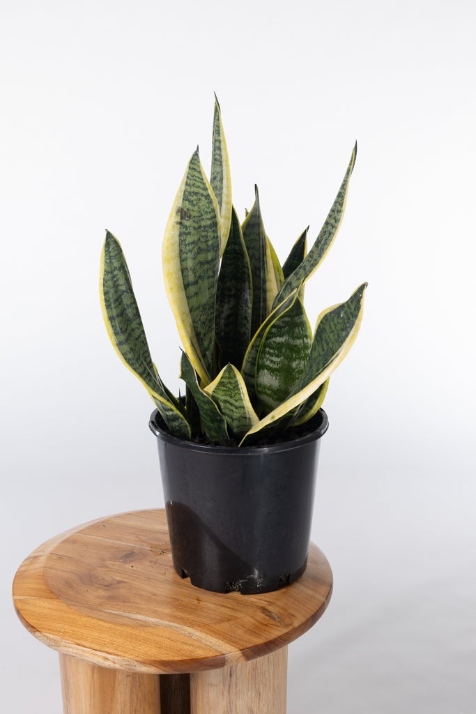 Snake Plant Superba | Melbourne Indoor Plants