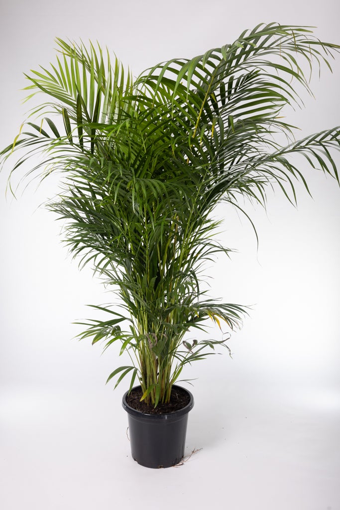 Golden Cane Palm | Melbourne Indoor Plants