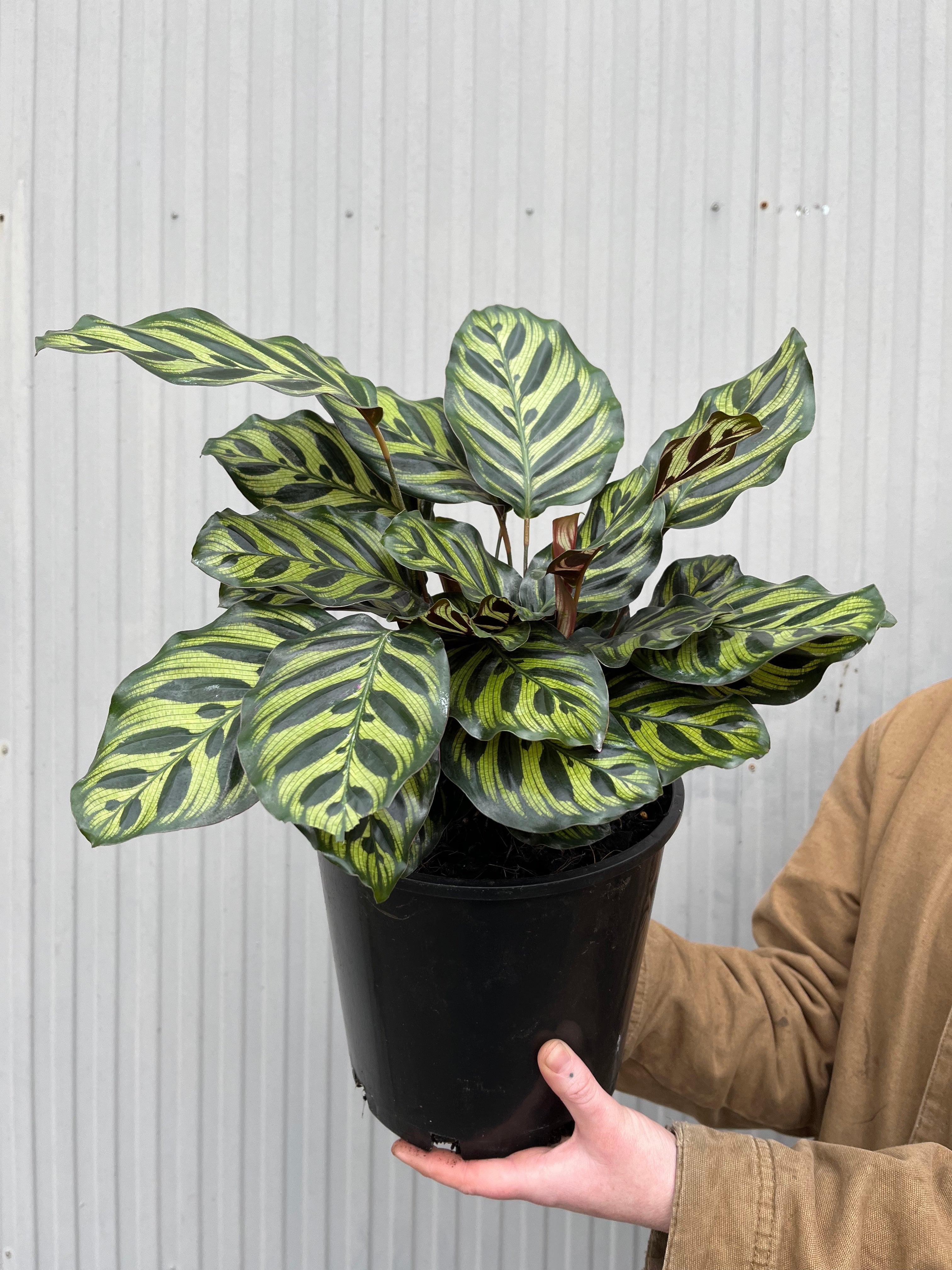 Melbourne Indoor Plants