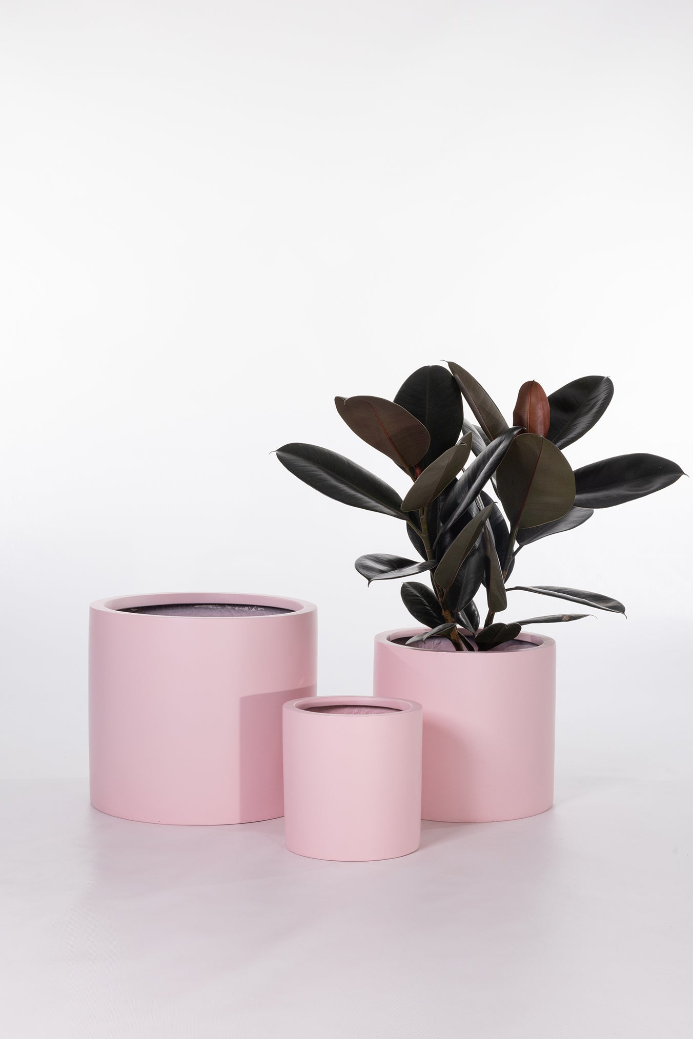 Greca LITE - Pink | Melbourne Indoor Plants
