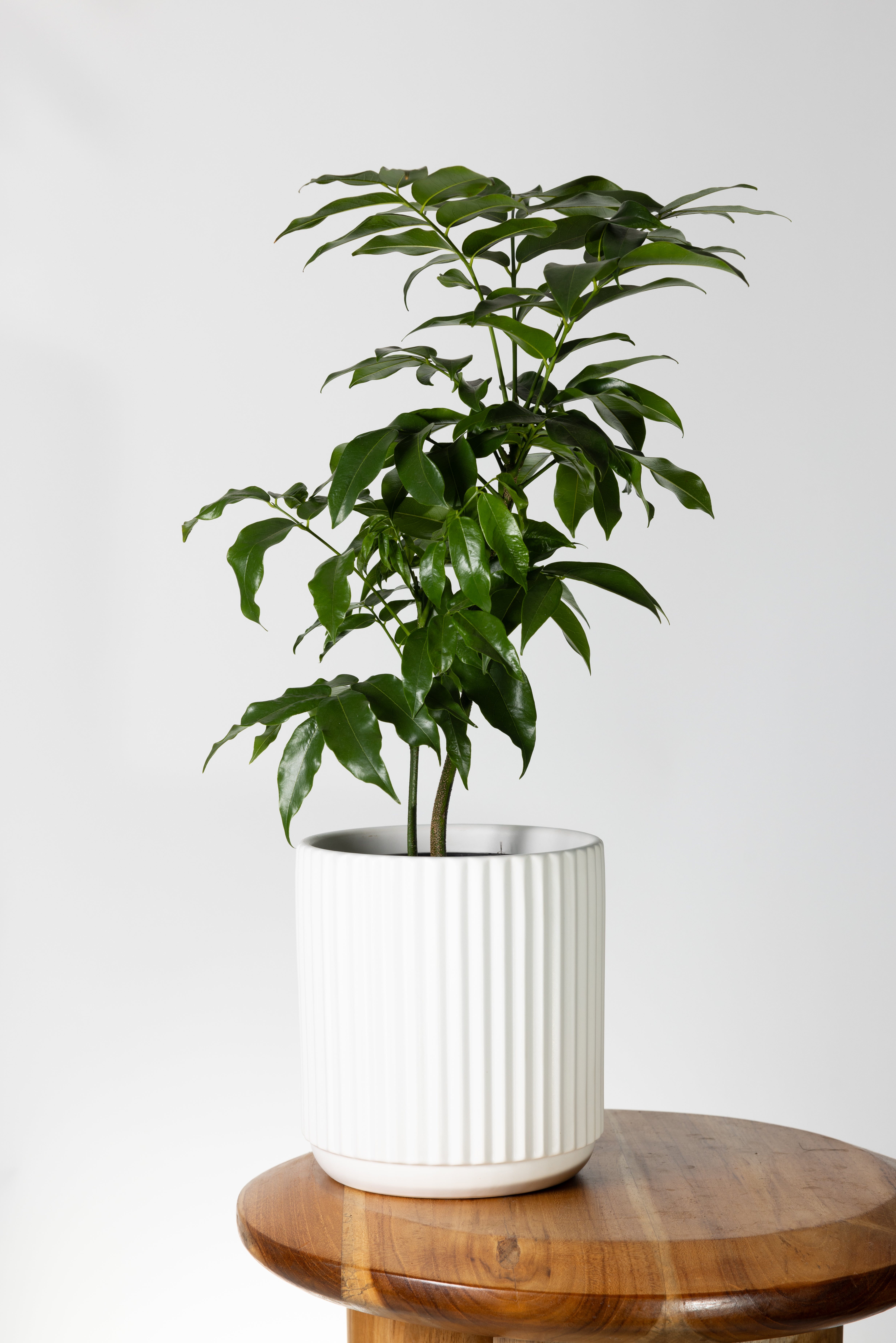 Magic Bean | Melbourne Indoor Plants