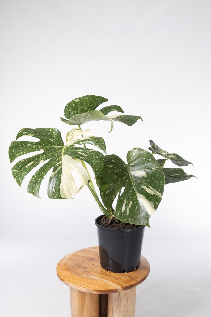Monstera Thai Constellation SPECIAL! | Melbourne Indoor Plants