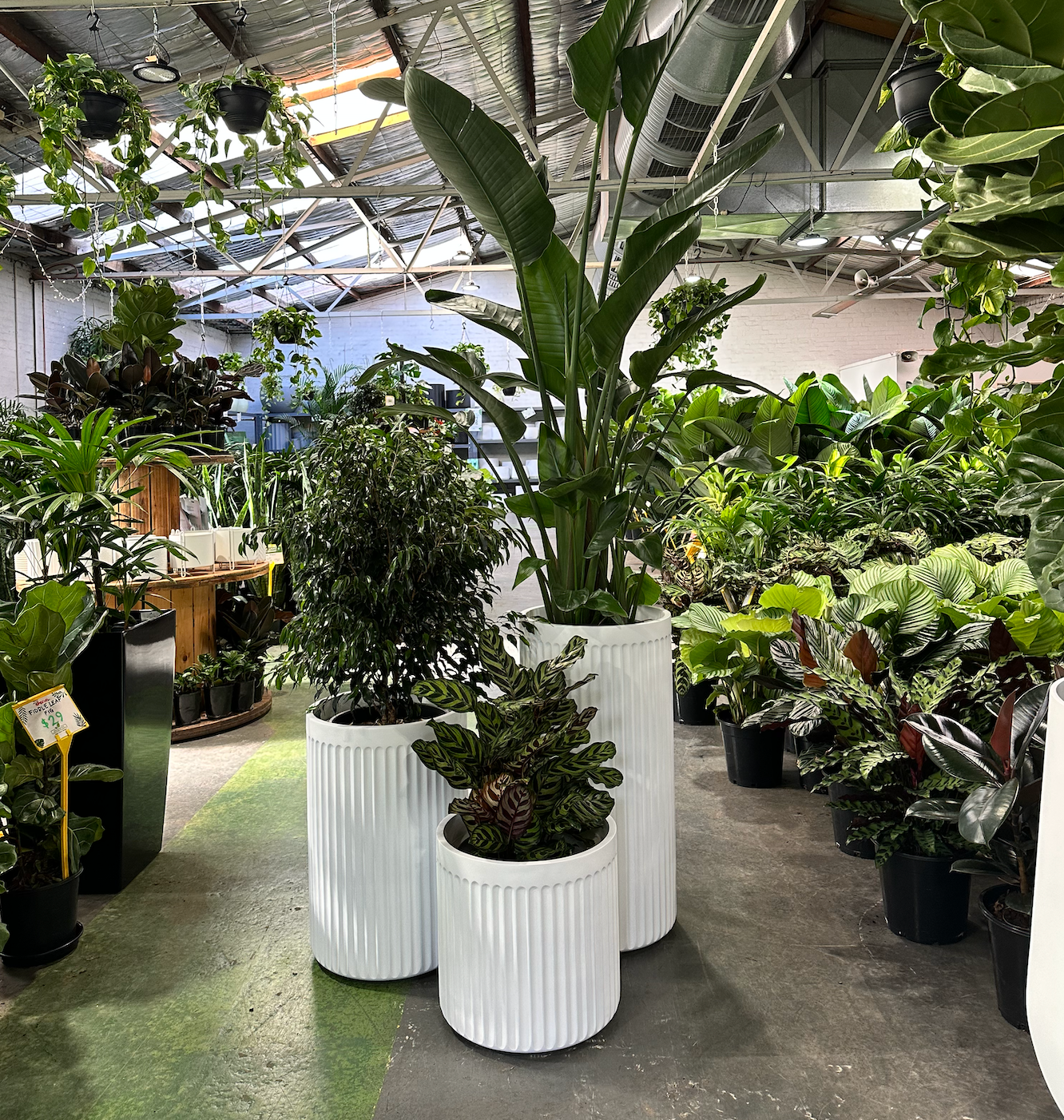 Tall Leo Pot - White | Melbourne Indoor Plants