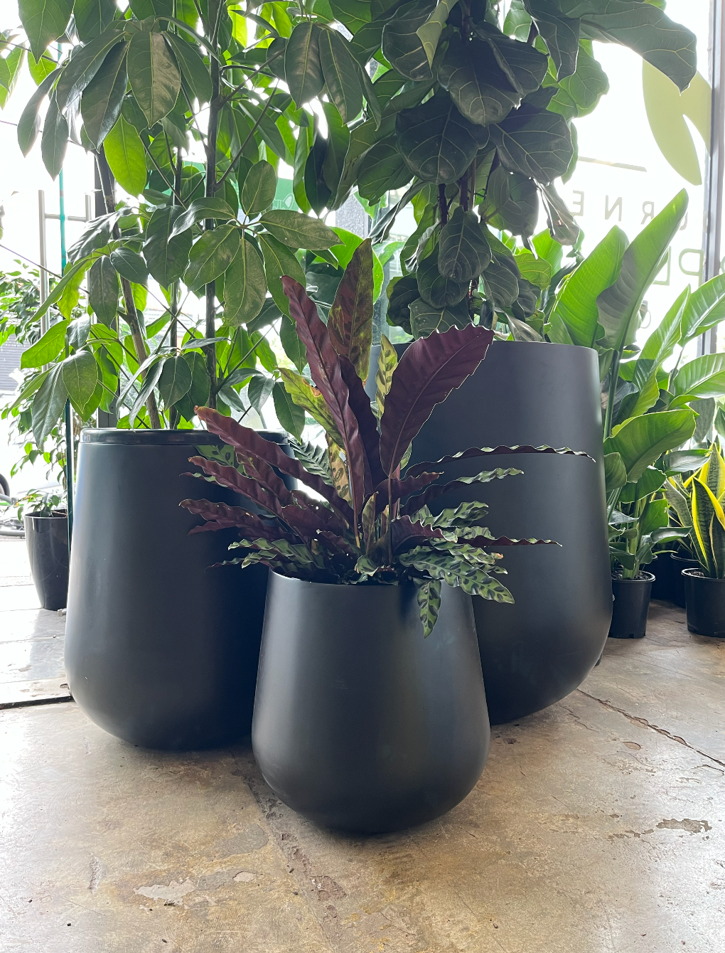 Stella Squat Pot - Black | Melbourne Indoor Plants
