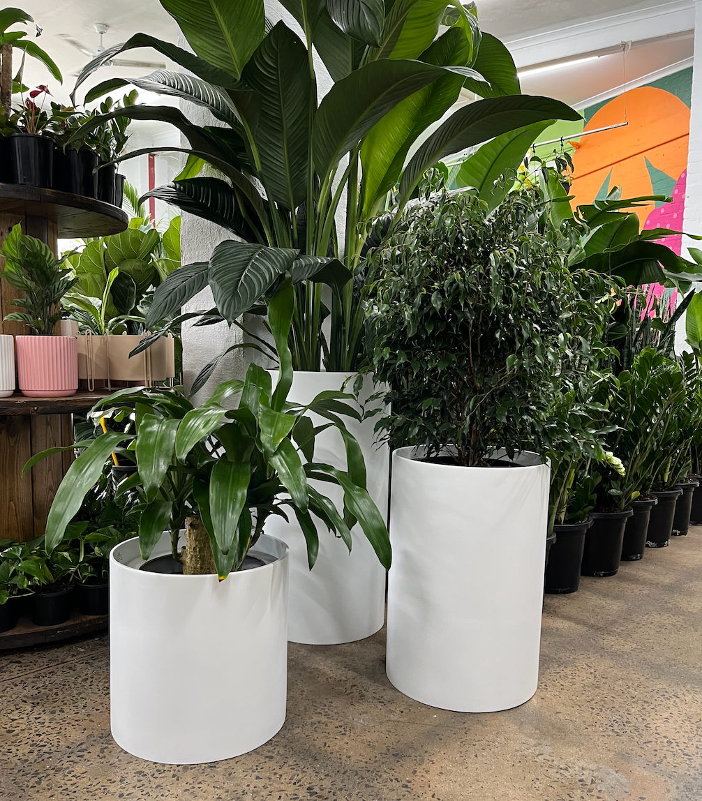 Cleo Cylinder Pot - White | Melbourne Indoor Plants
