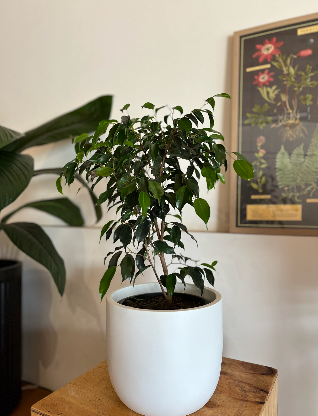 Ficus Benjamina 'Midnight Beauty' | Melbourne Indoor Plants