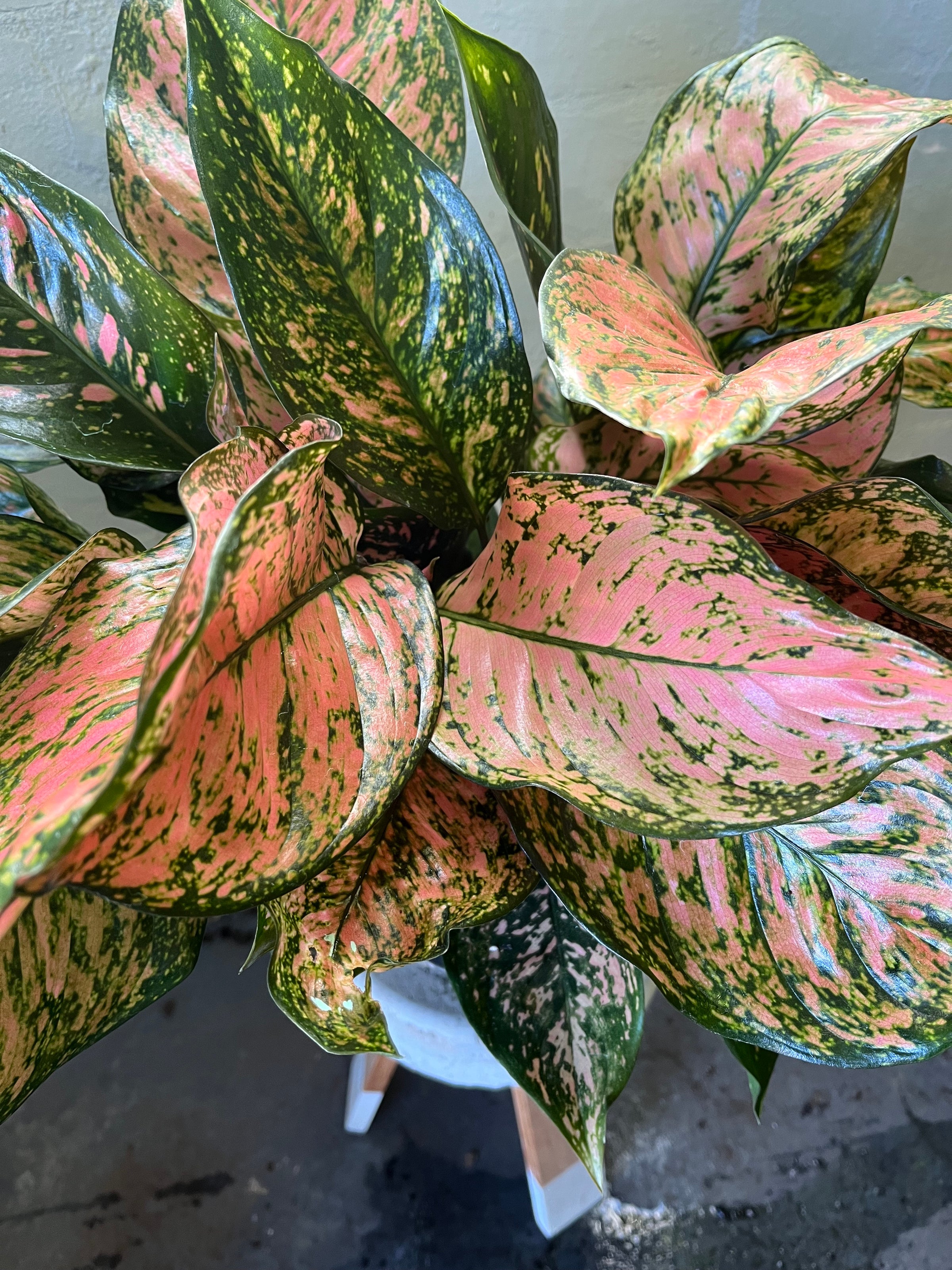 Aglaonema Spitfire | Melbourne Indoor Plants