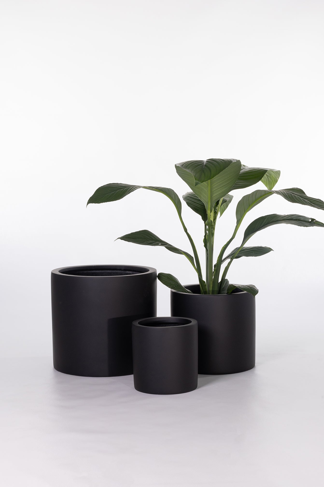 Greca LITE - Black | Melbourne Indoor Plants