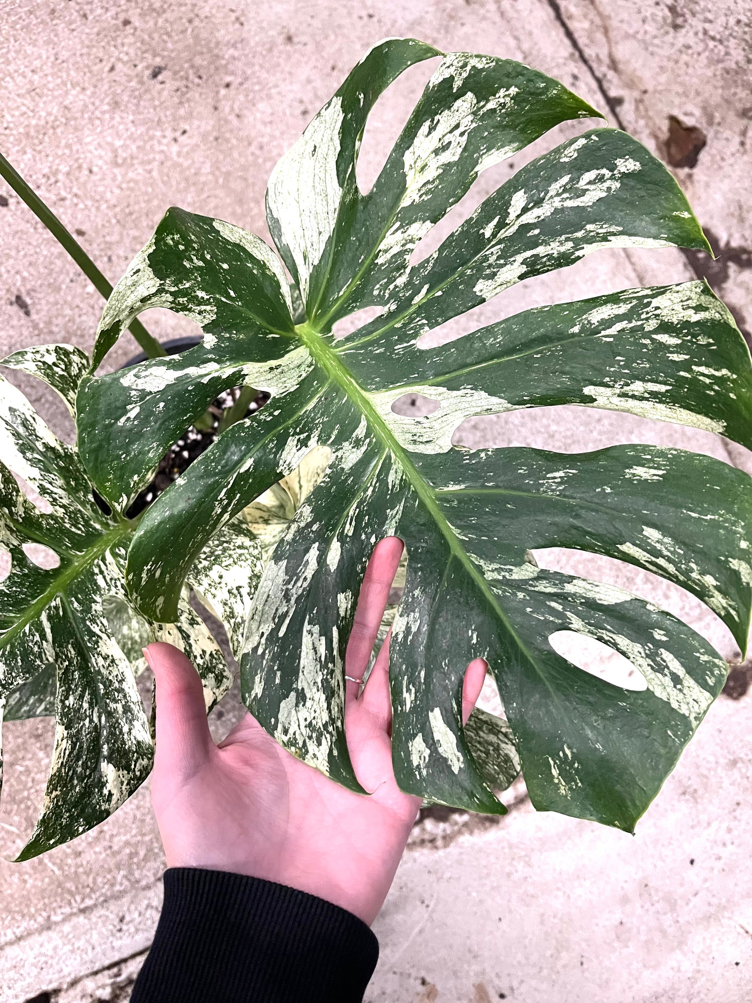 Mint Monstera | Melbourne Indoor Plants