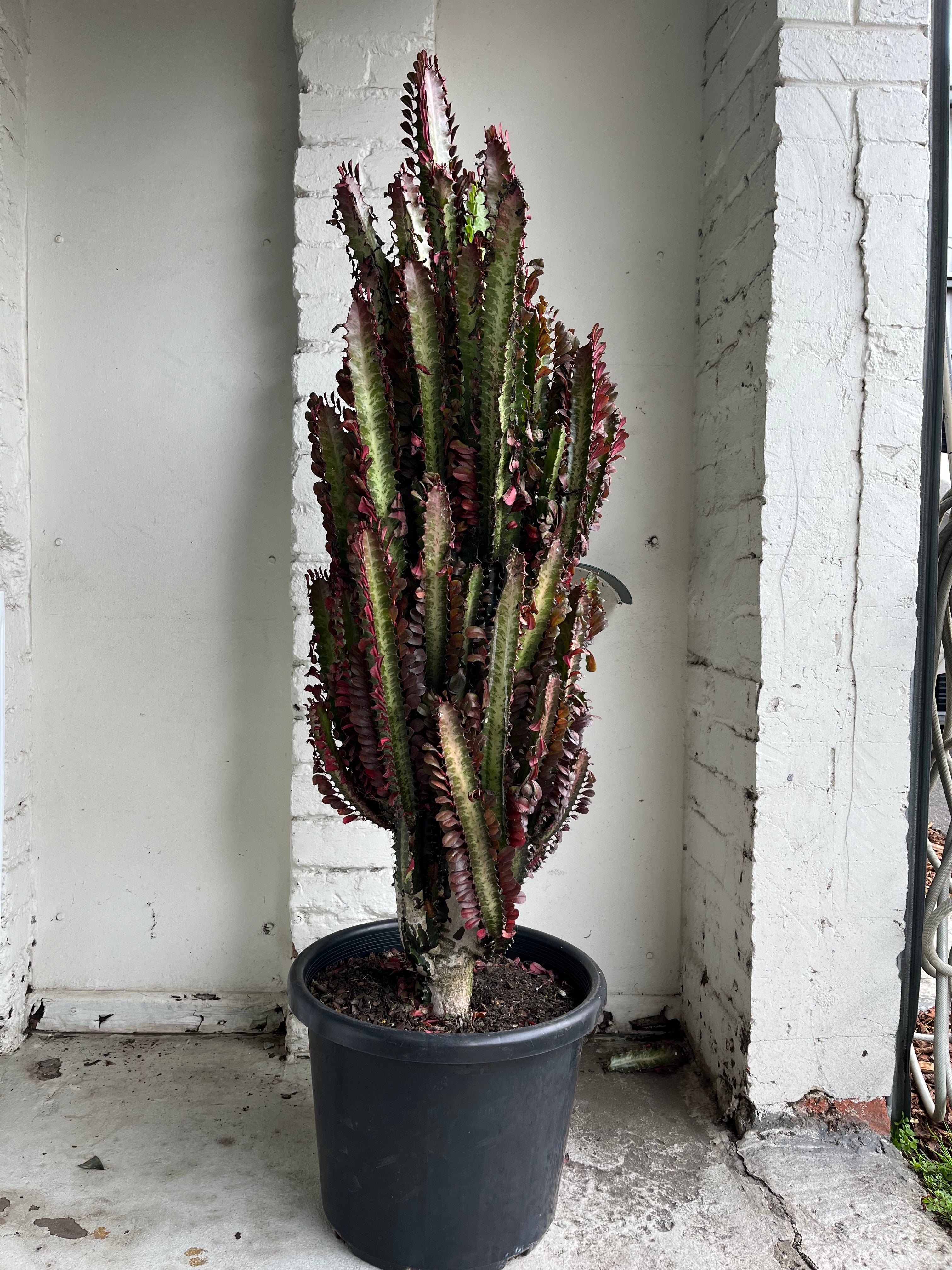 Euphorbia Trigona Red