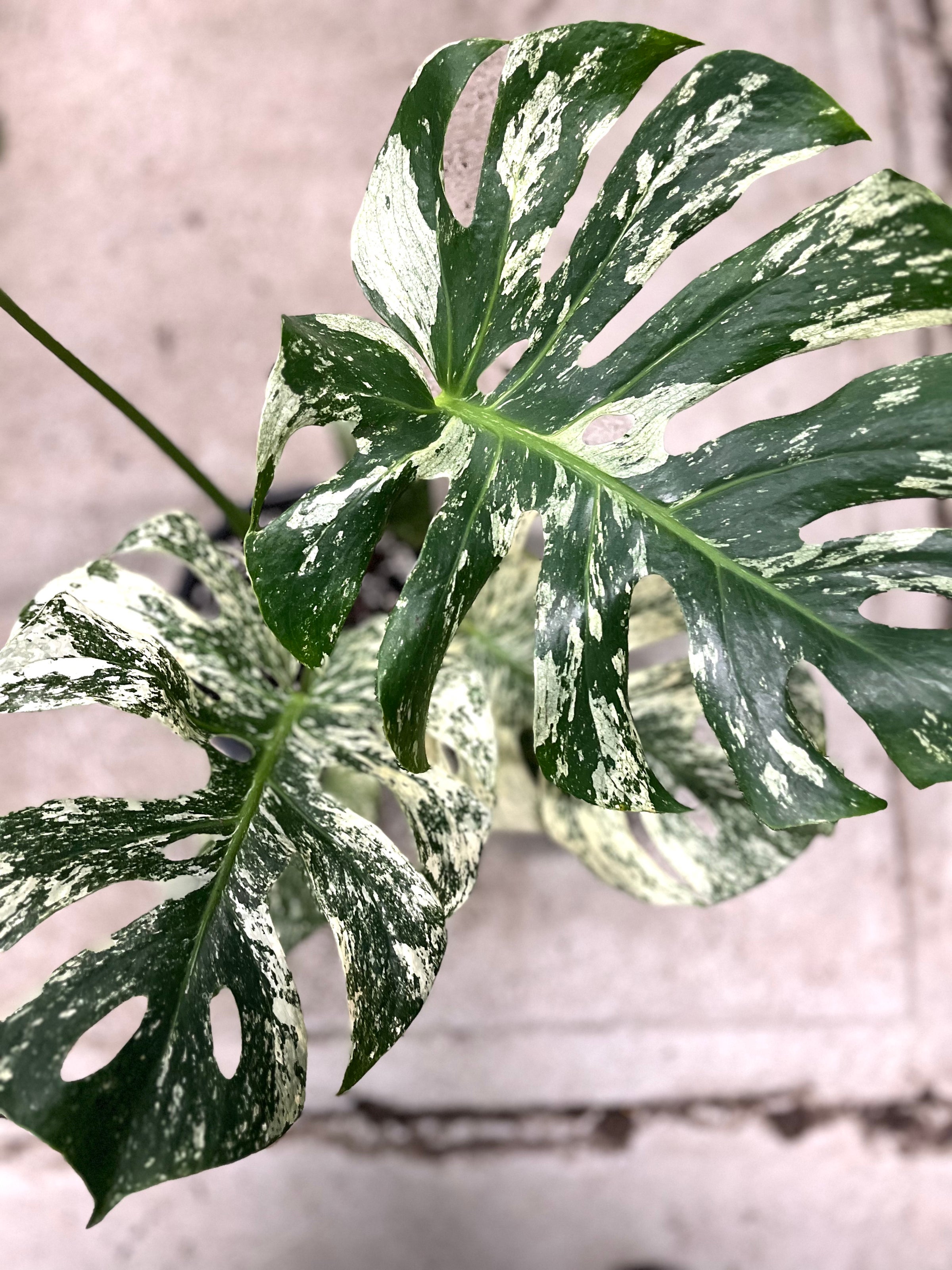 Mint Monstera | Melbourne Indoor Plants