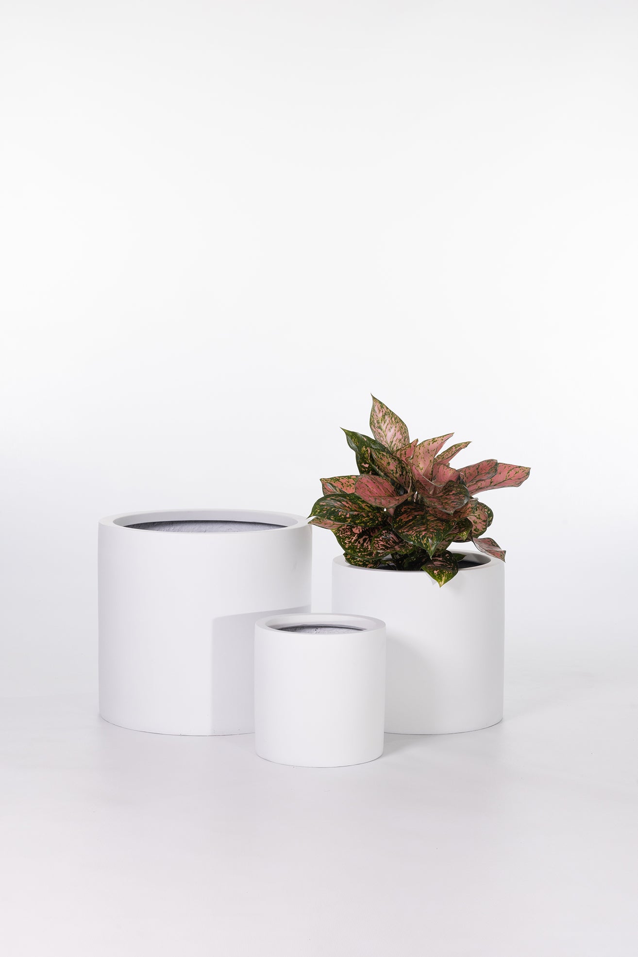Greca LITE - White | Melbourne Indoor Plants