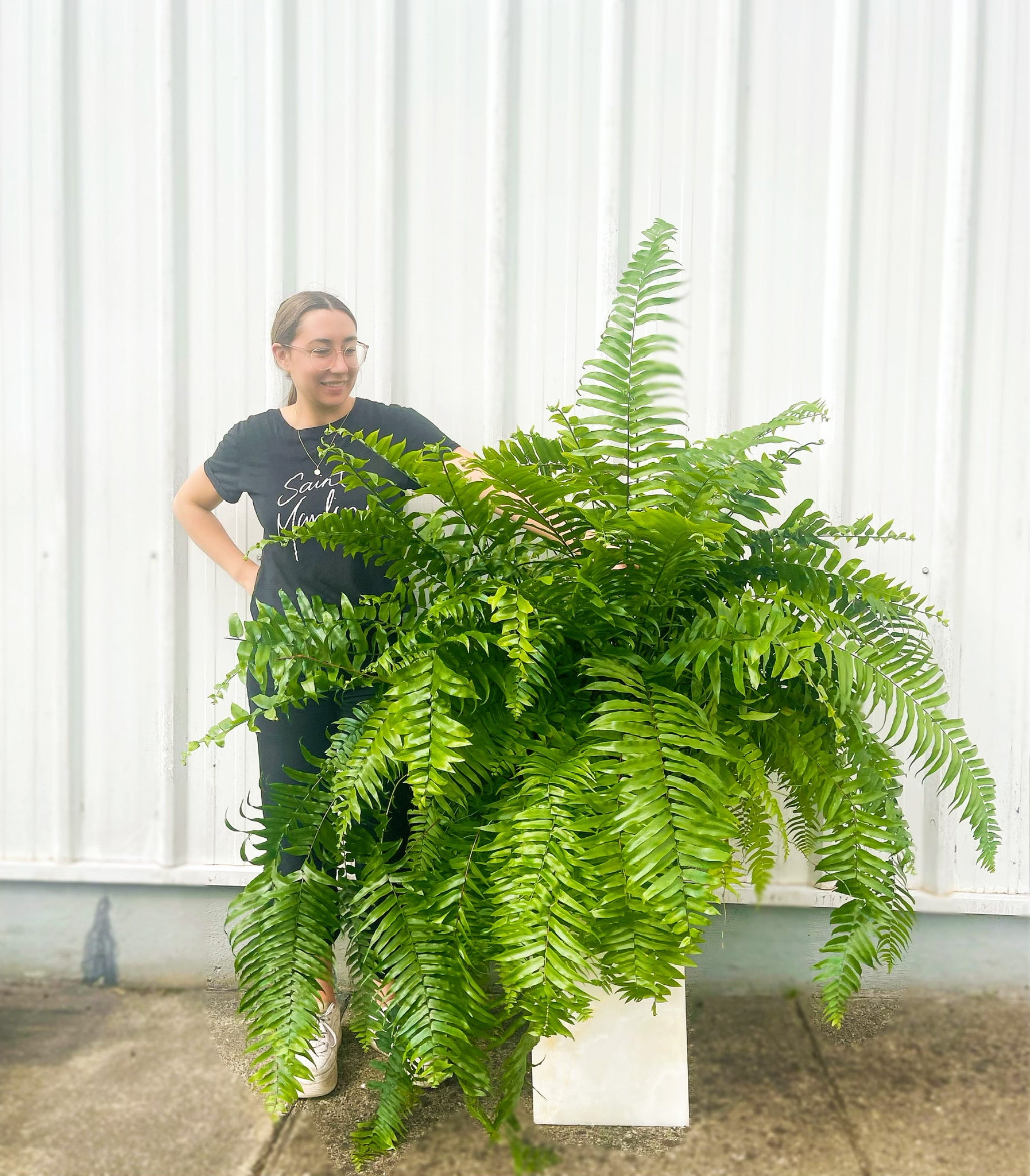 Macho Fern | Melbourne Indoor Plants