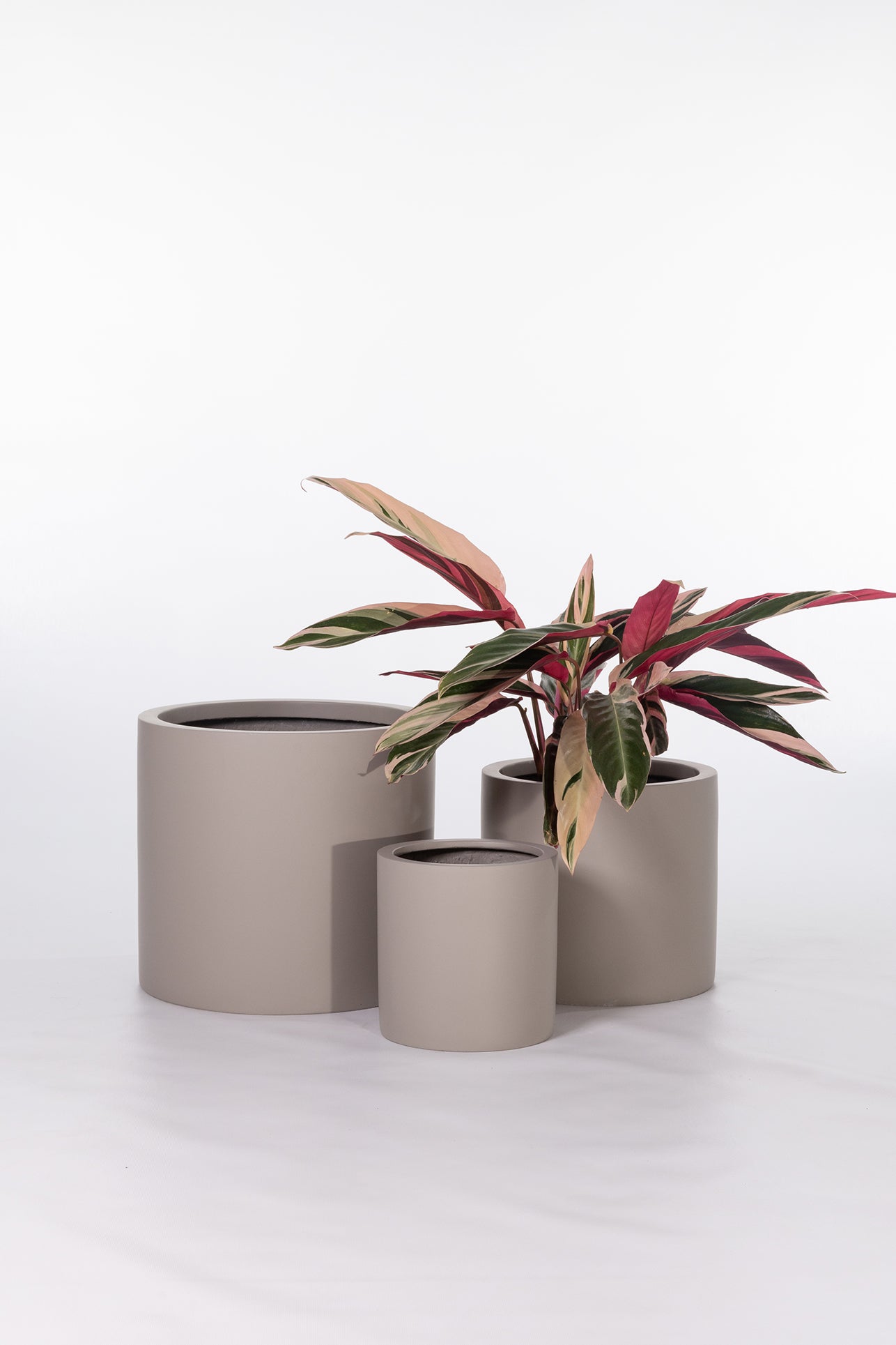 Greca LITE - Mocha | Melbourne Indoor Plants