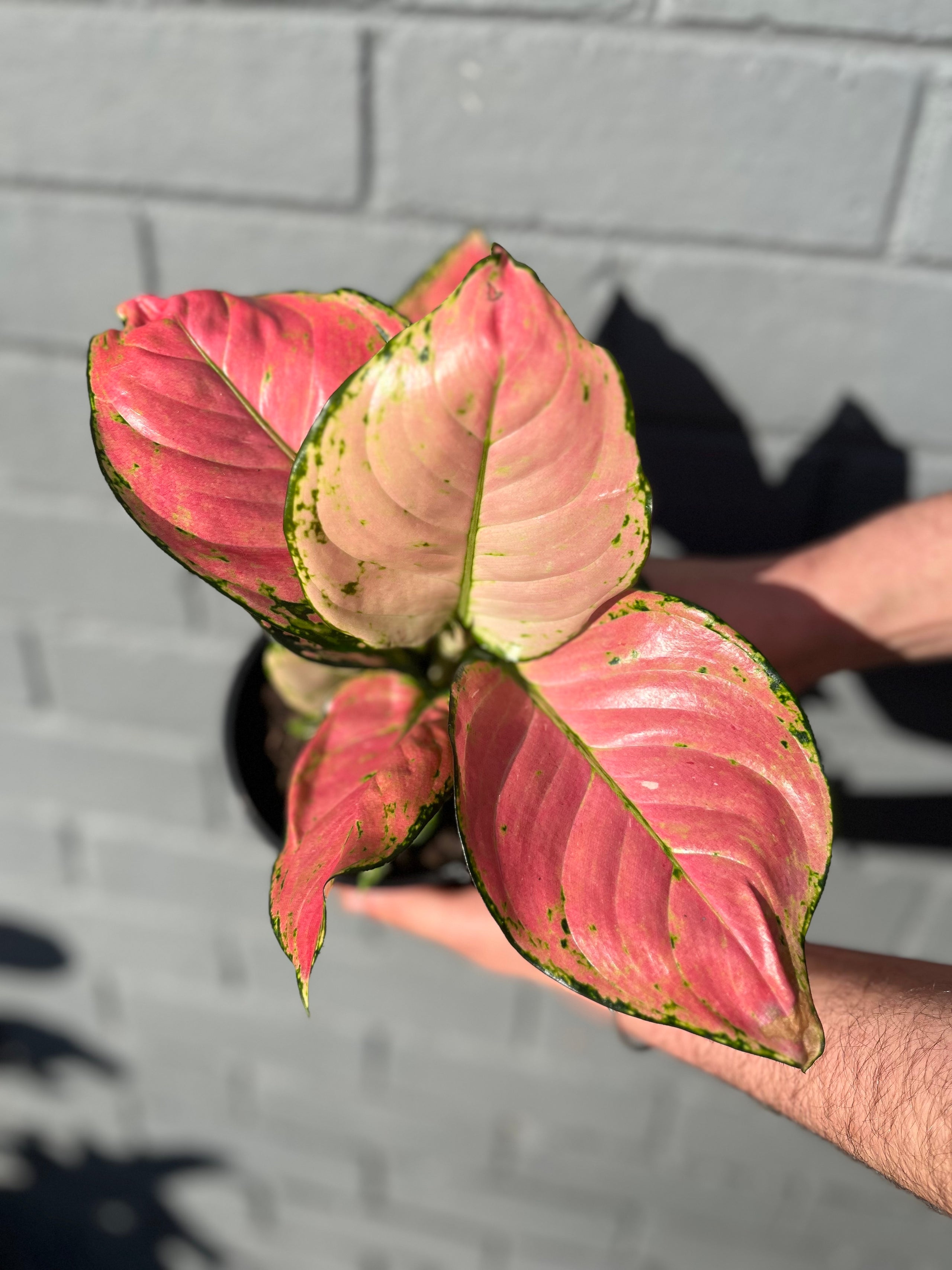 Aglaonema Firework | Melbourne Indoor Plants
