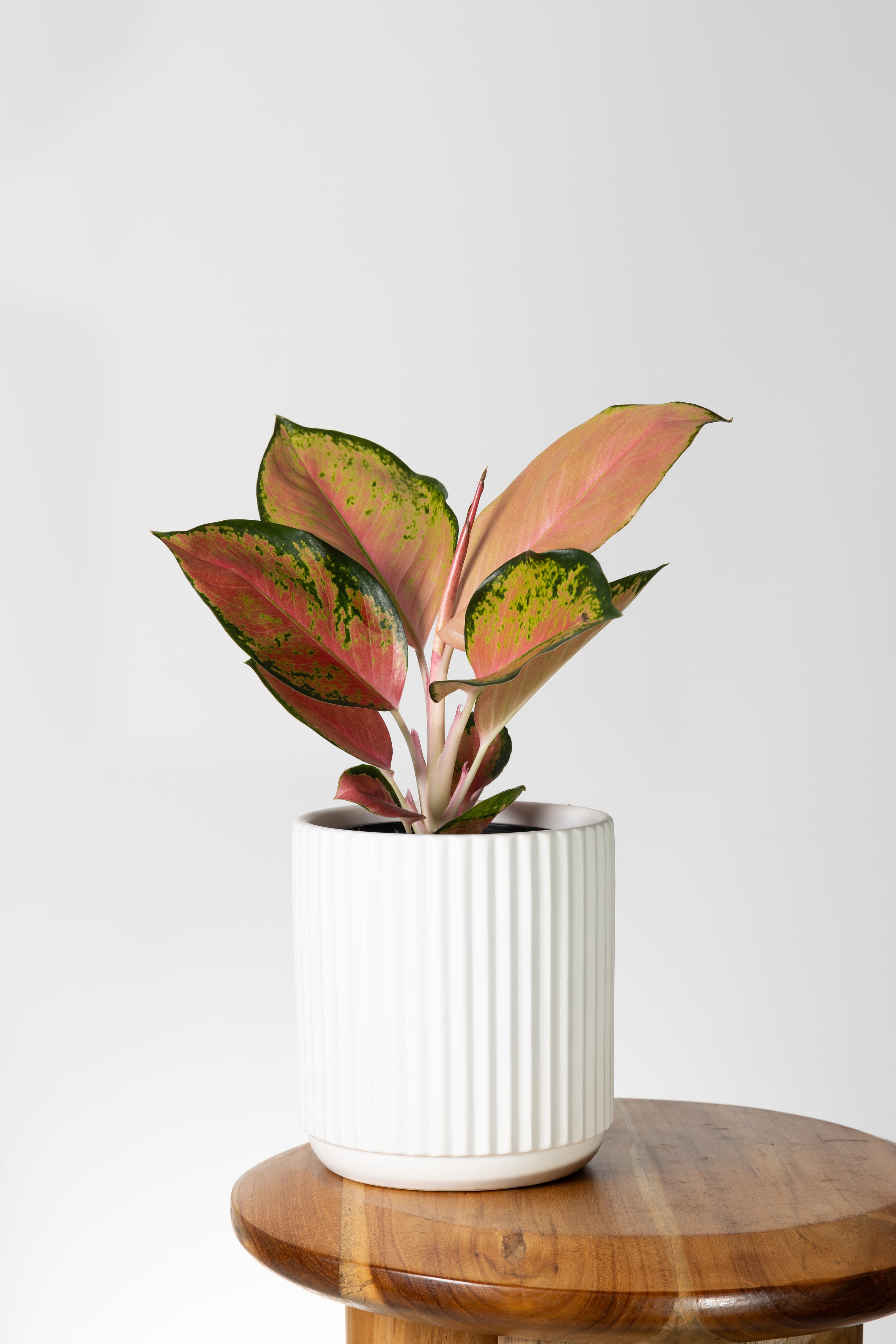 Aglaonema Spitfire | Melbourne Indoor Plants