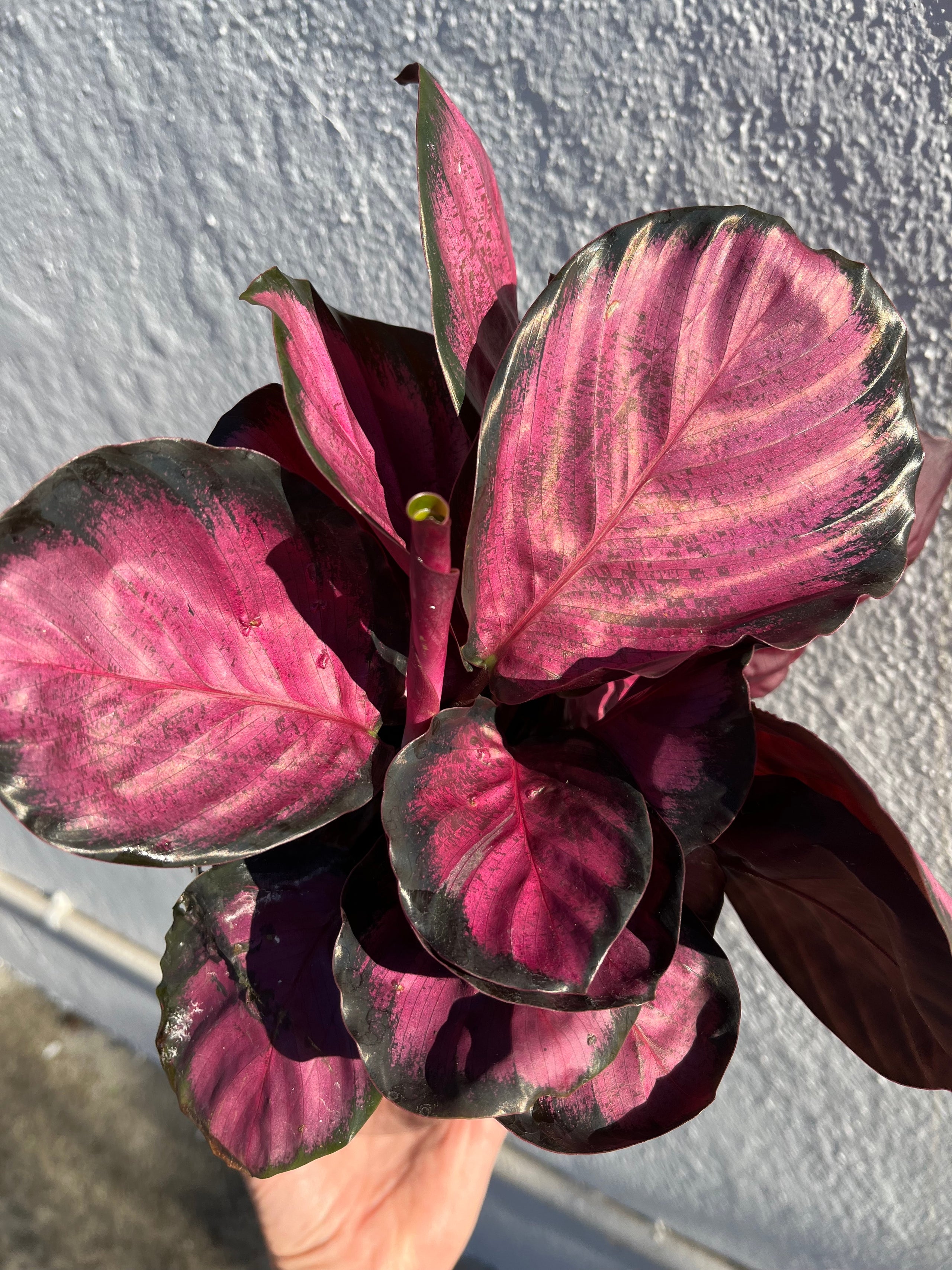 Calathea Rosy | Melbourne Indoor Plants