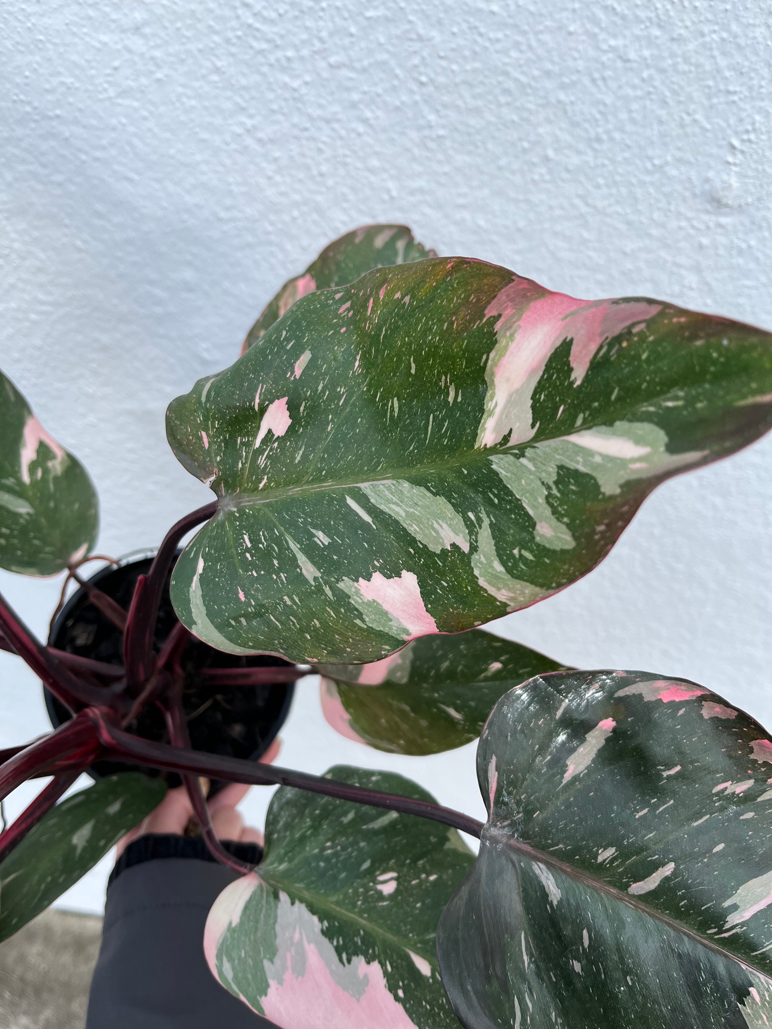 Pink Princess Marble/Galaxy | Melbourne Indoor Plants