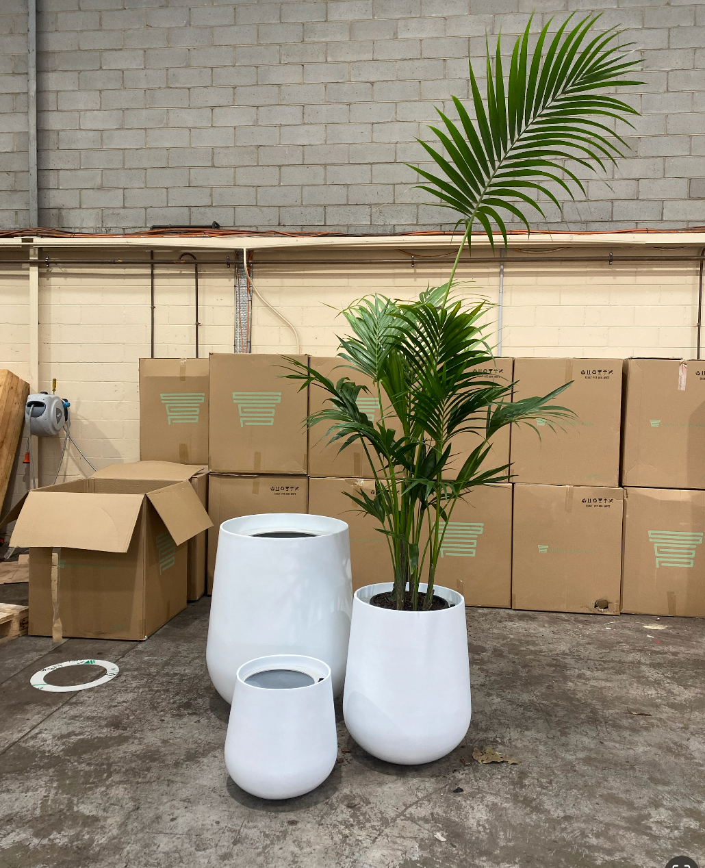 Stella Squat Pot - White | Melbourne Indoor Plants
