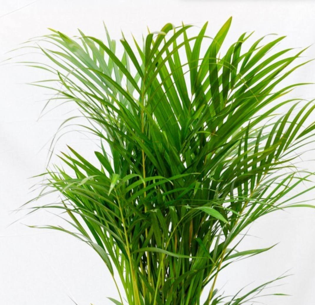 Golden Cane Palm | Melbourne Indoor Plants