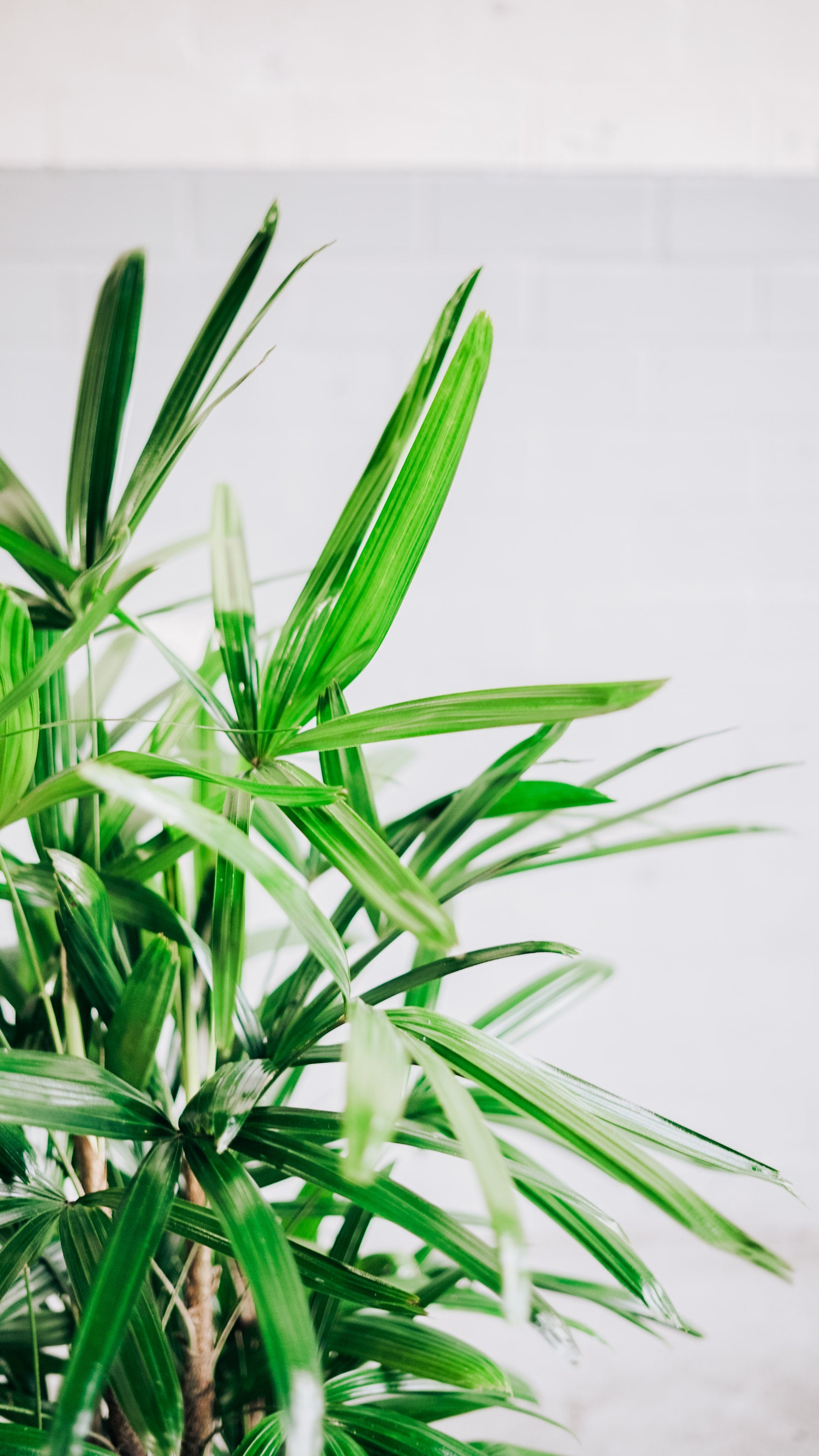 Rhapis Palm | Melbourne Indoor Plants