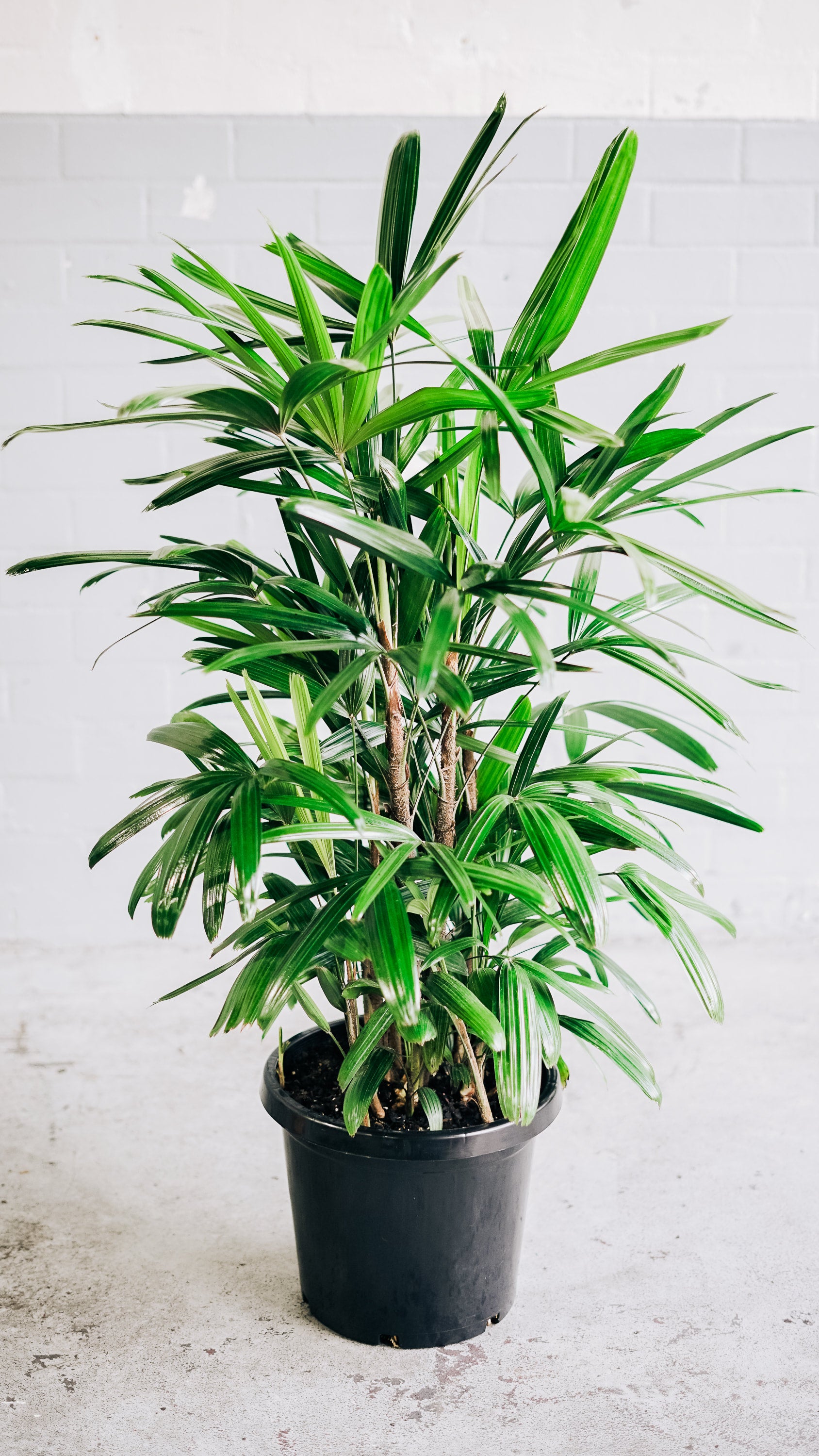 Rhapis Palm | Melbourne Indoor Plants