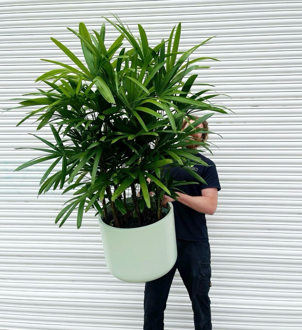 Rhapis Palm | Melbourne Indoor Plants