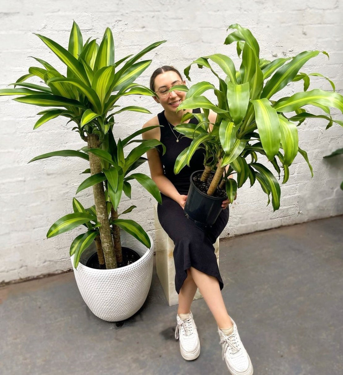 Happy Plant | Melbourne Indoor Plants