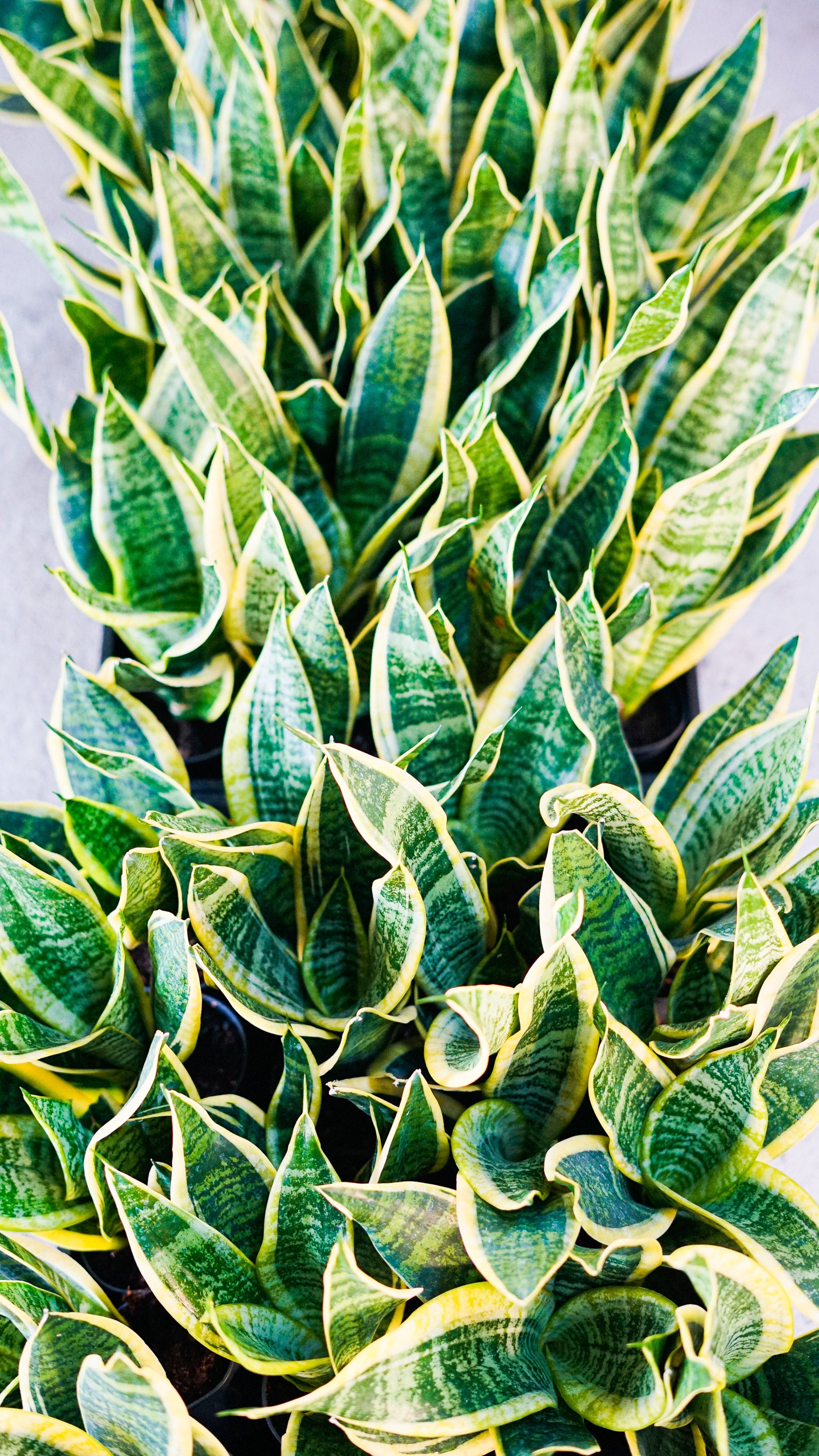Snake Plant Superba | Melbourne Indoor Plants