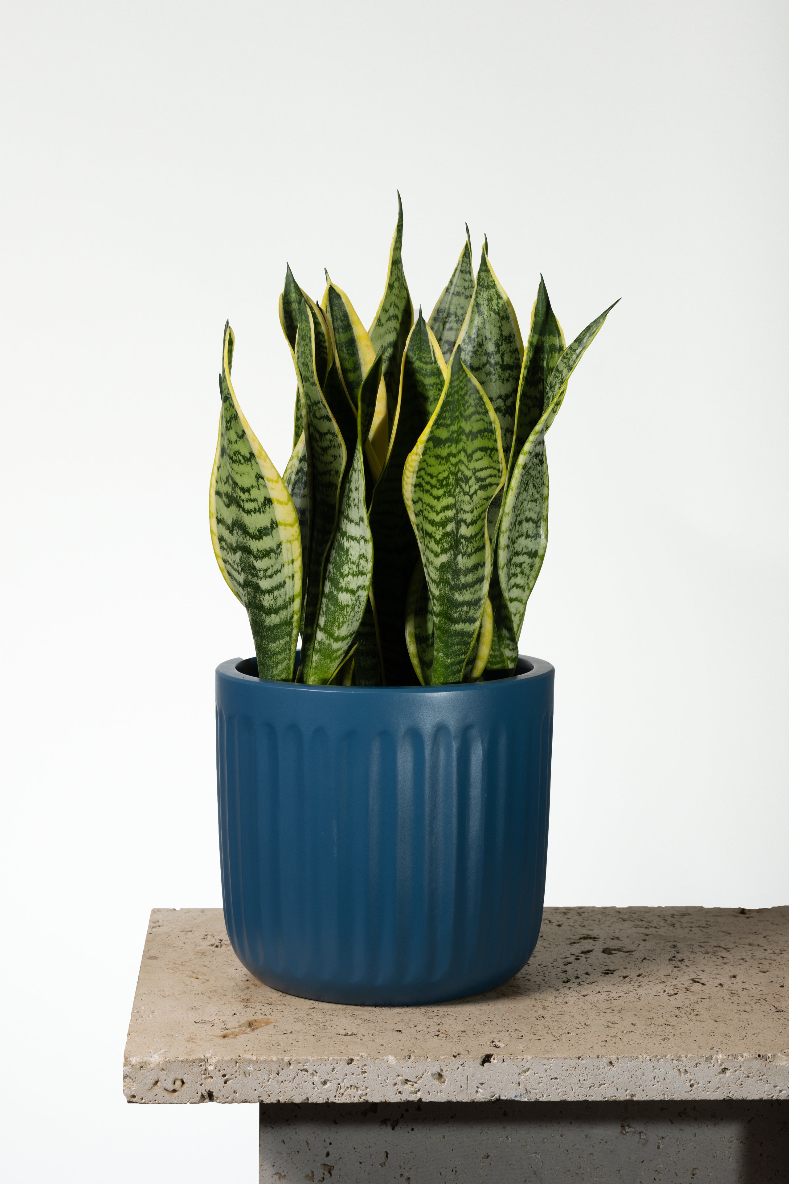 Snake Plant Superba | Melbourne Indoor Plants